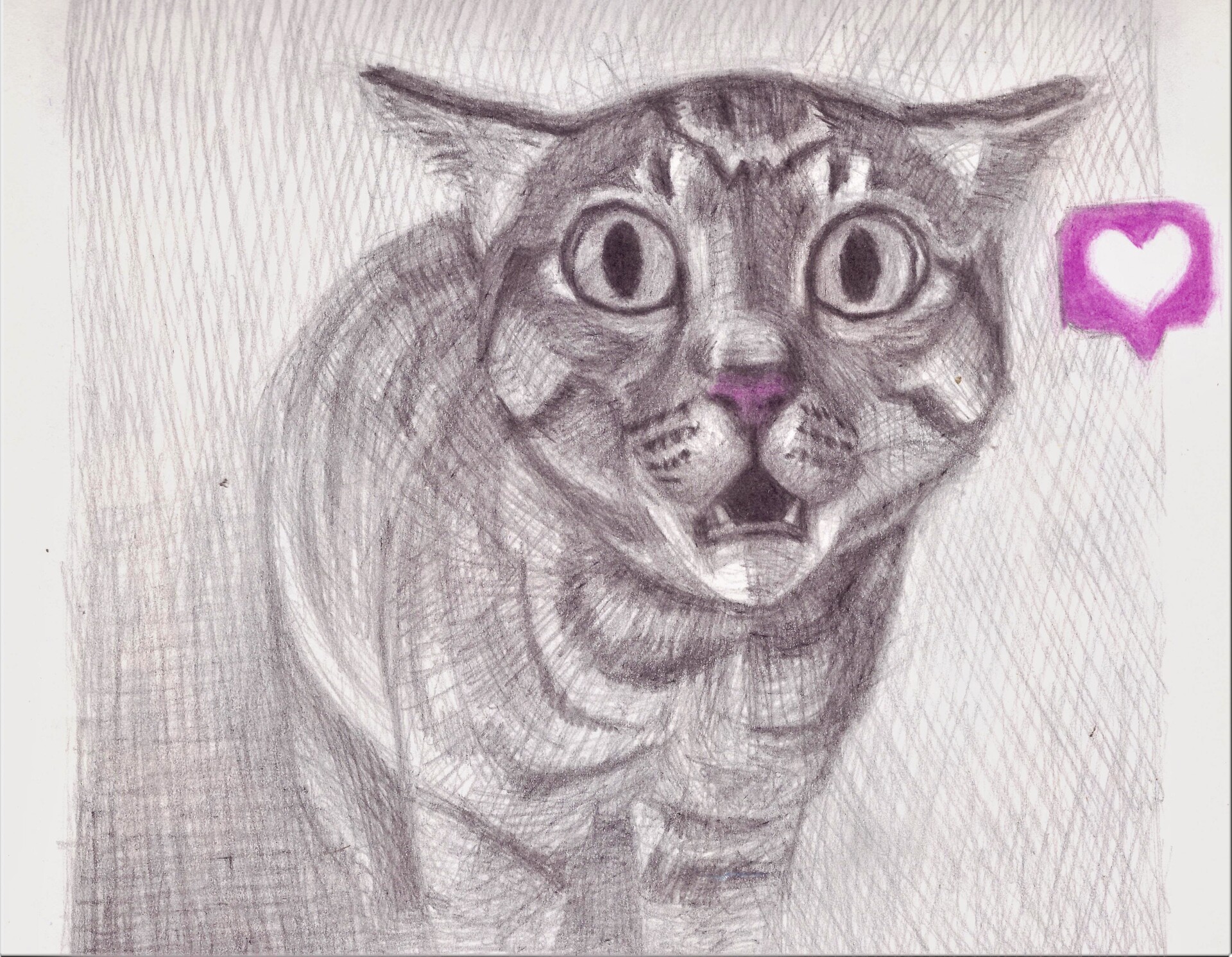 how to draw a male cat