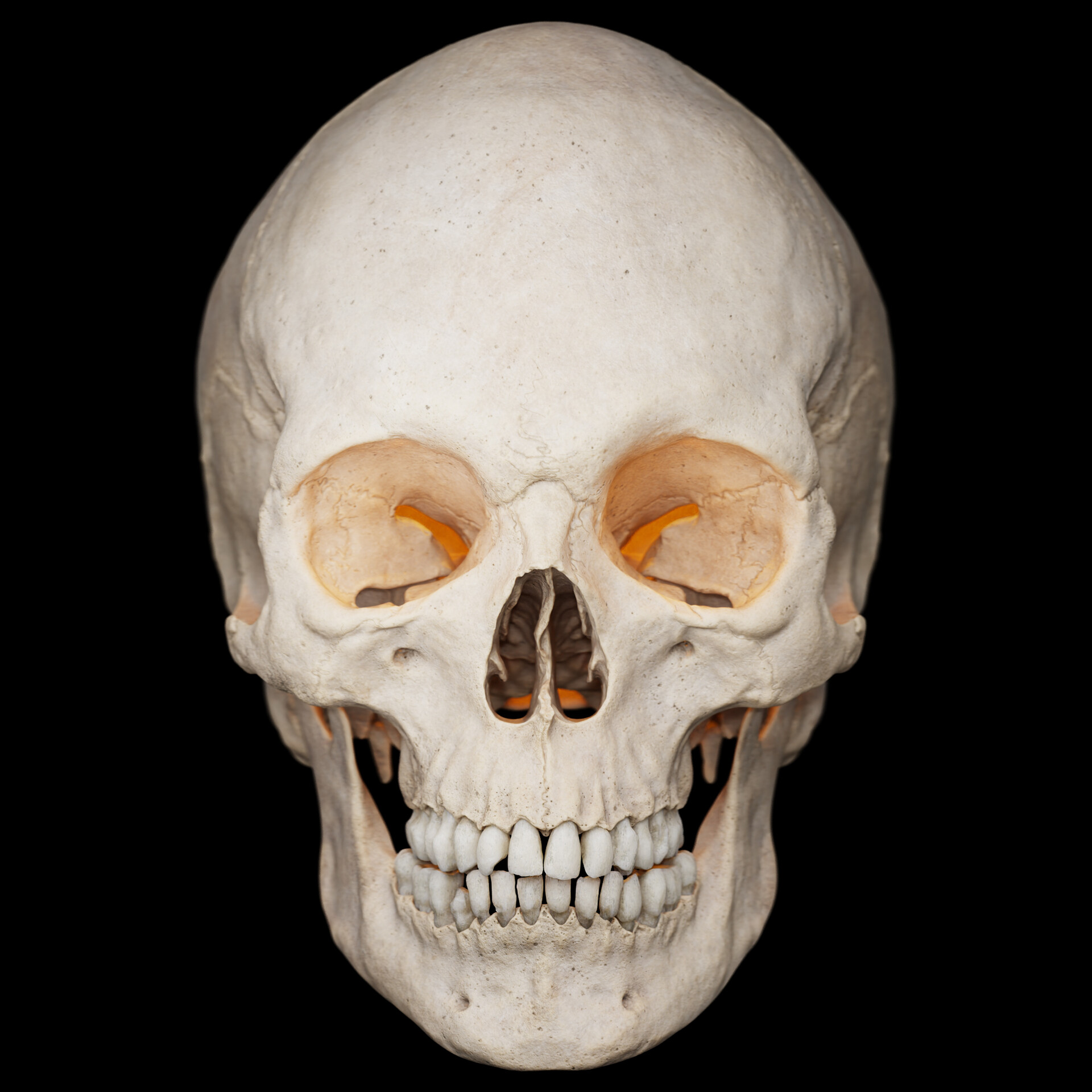 Ryan Blake - Skull - Realtime Study