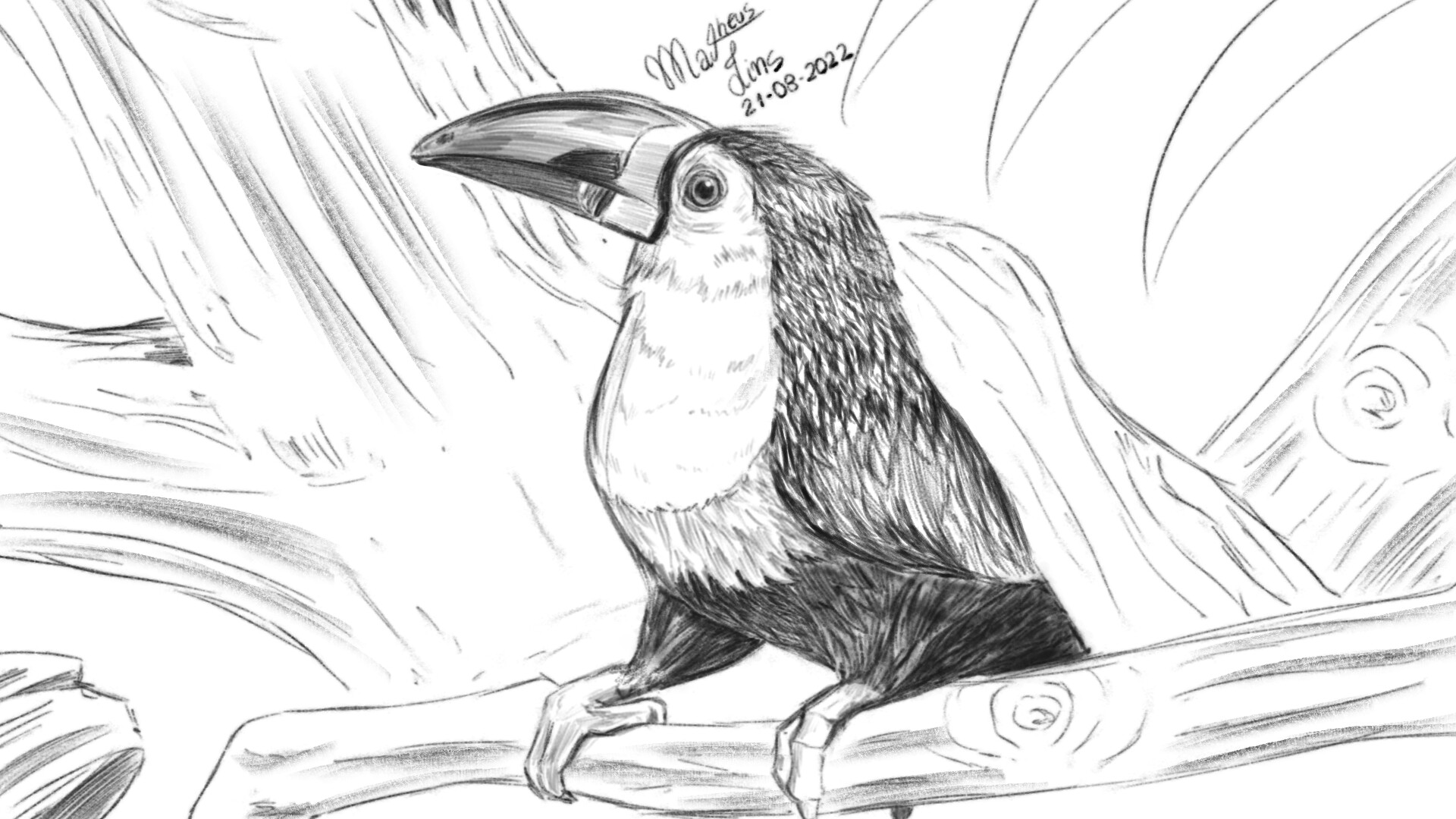 ArtStation - Bird | Matheus Lins