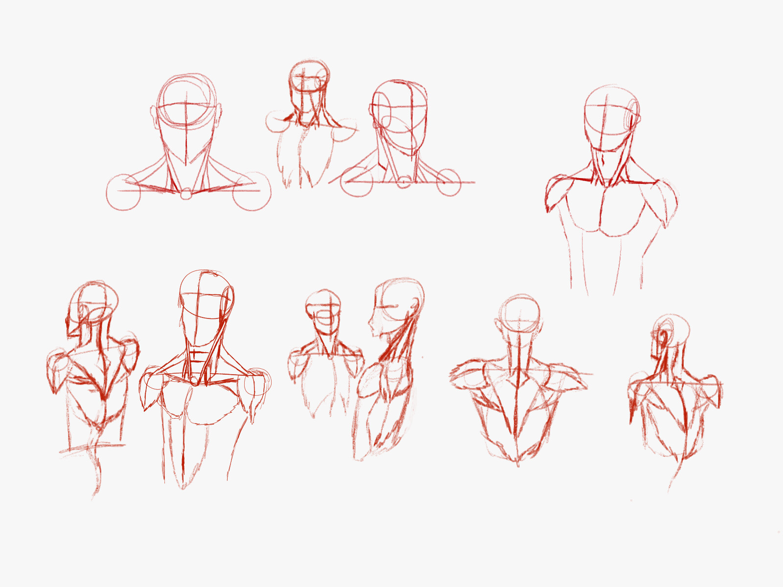 ArtStation - Neck Muscle Study
