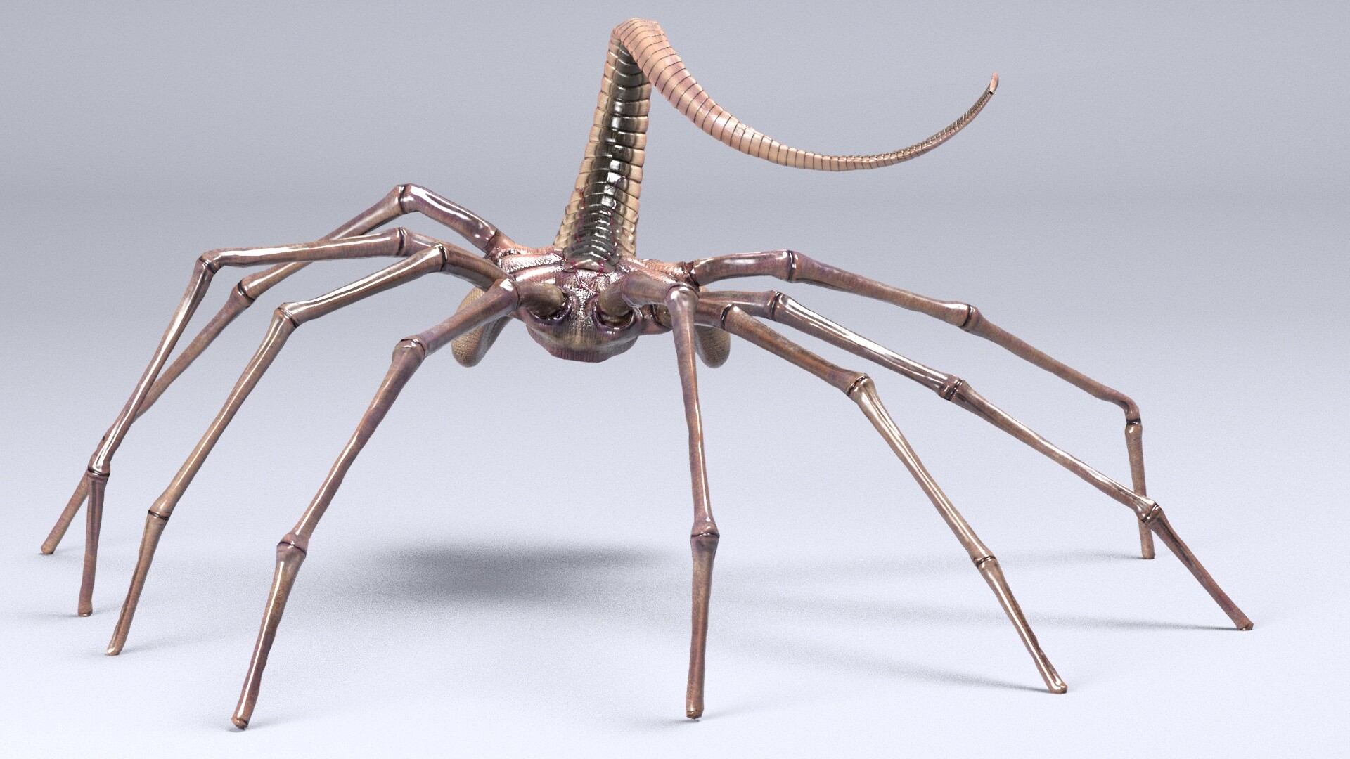 Giant Sea Spider Facehugger