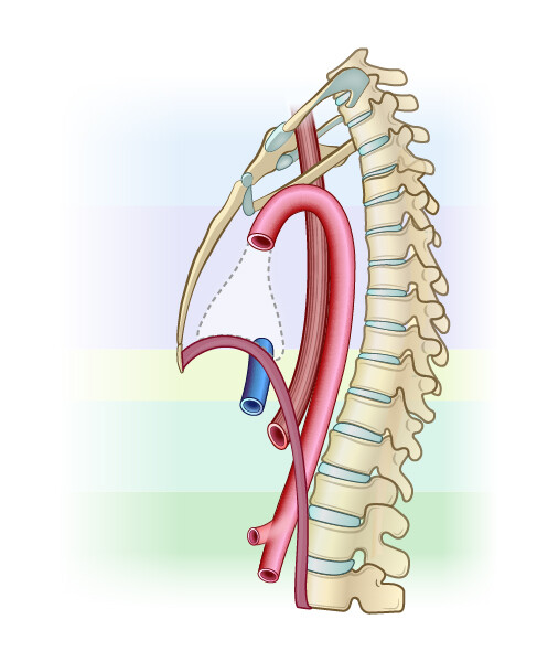 ArtStation - Few Medical illustrations Done in Adobe Illustrator