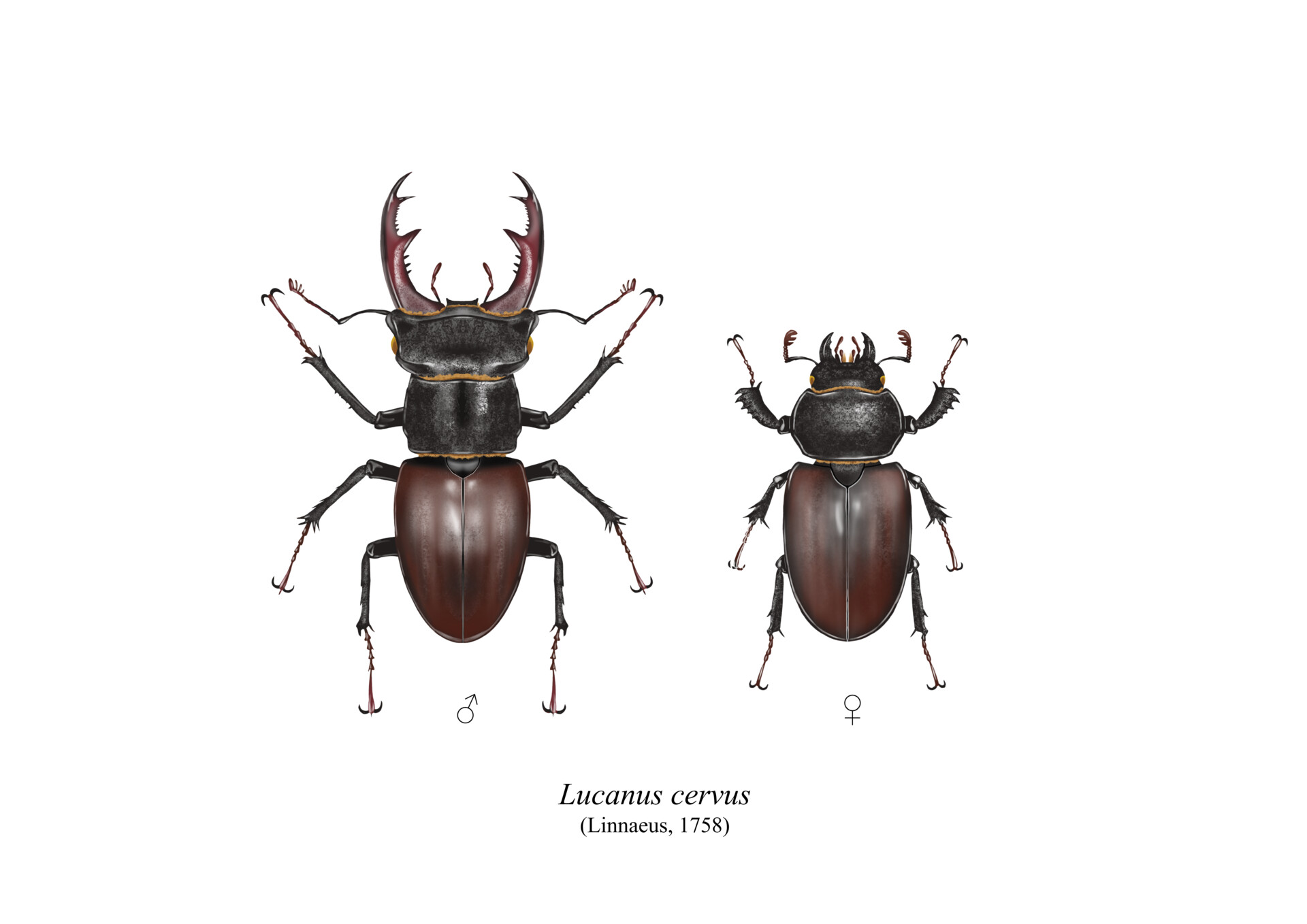 ArtStation - Lucanus cervus