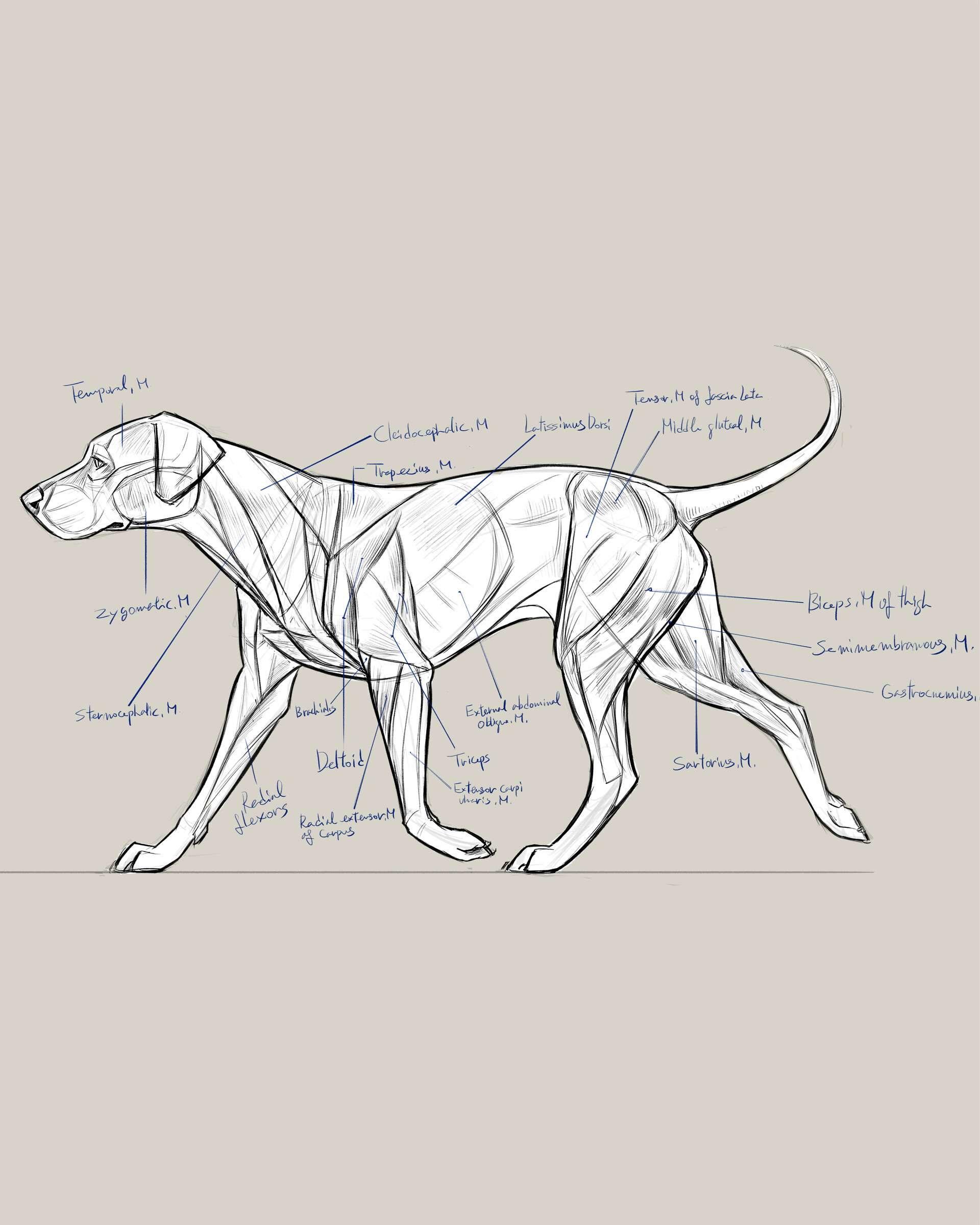 ArtStation - Dog anatomy study