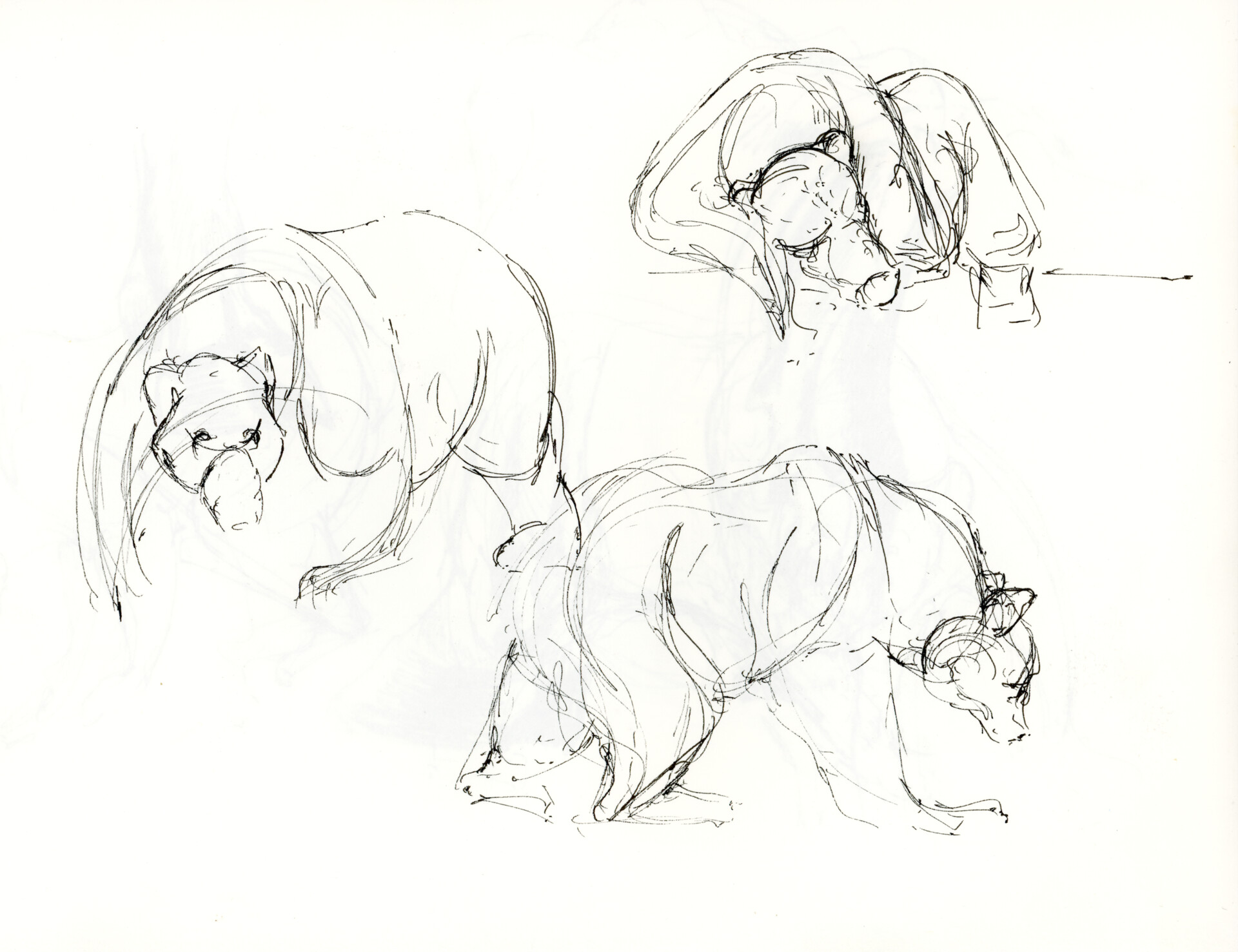 ArtStation - Bears Sketches
