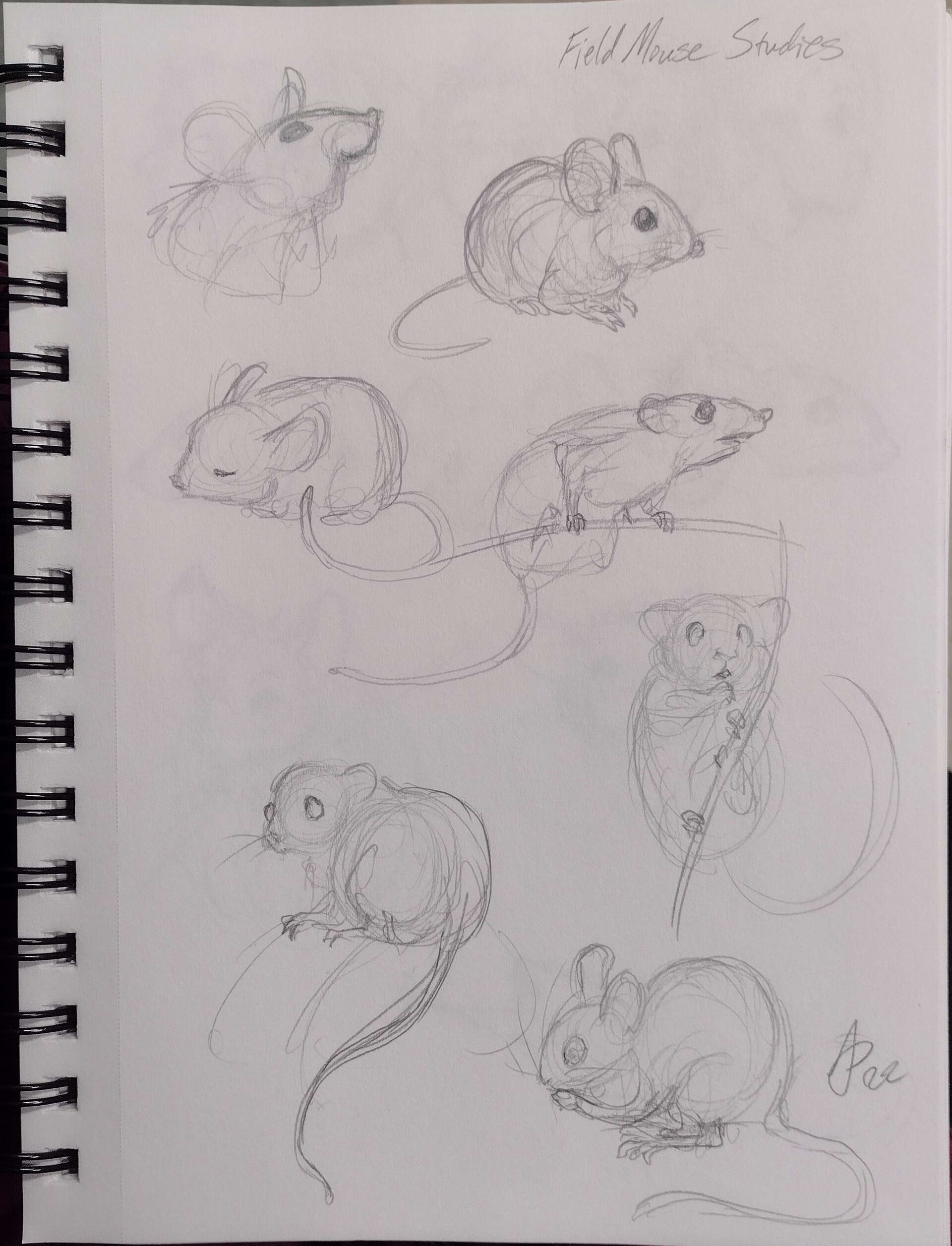 field mouse drawing