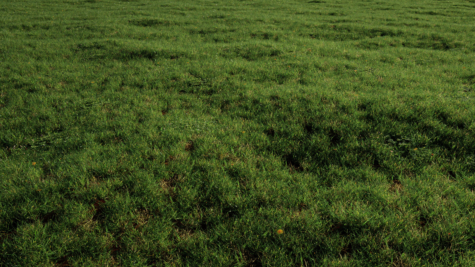 Tomas Lazaro - Realistic Grass Field