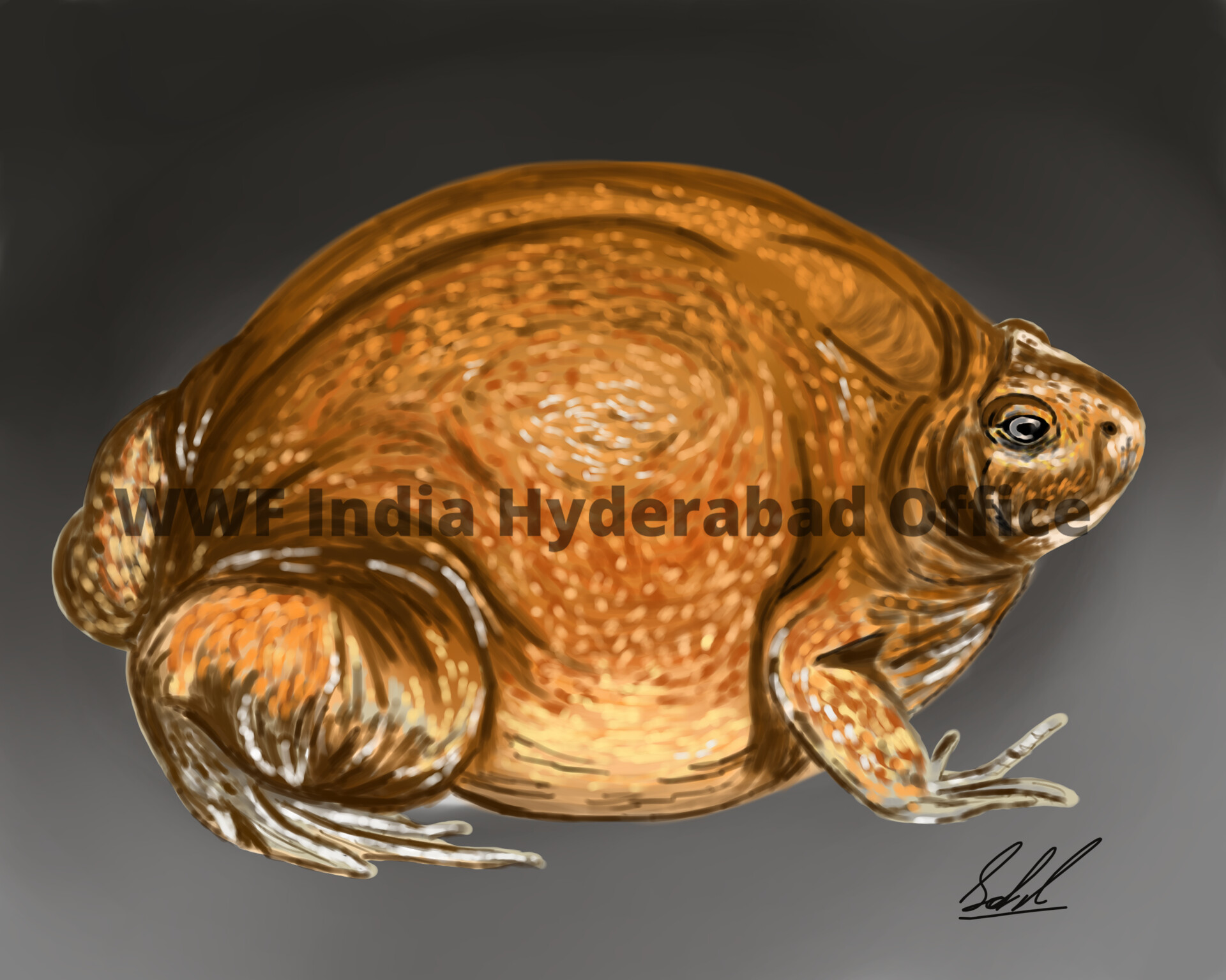 Sahil - Indian Balloon Frog