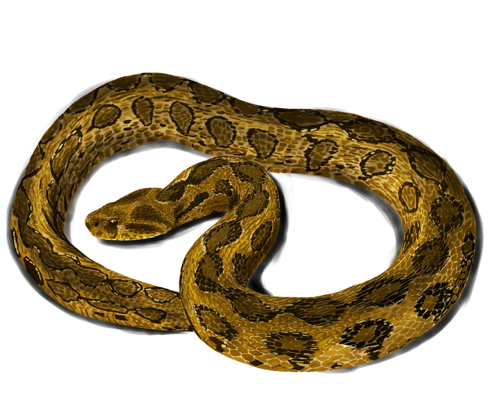 Sahil - Russell's Viper