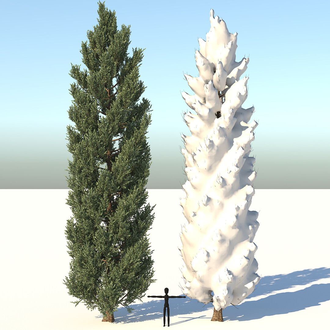 ArtStation - Season Tuscan Cypress Tree 3D Model