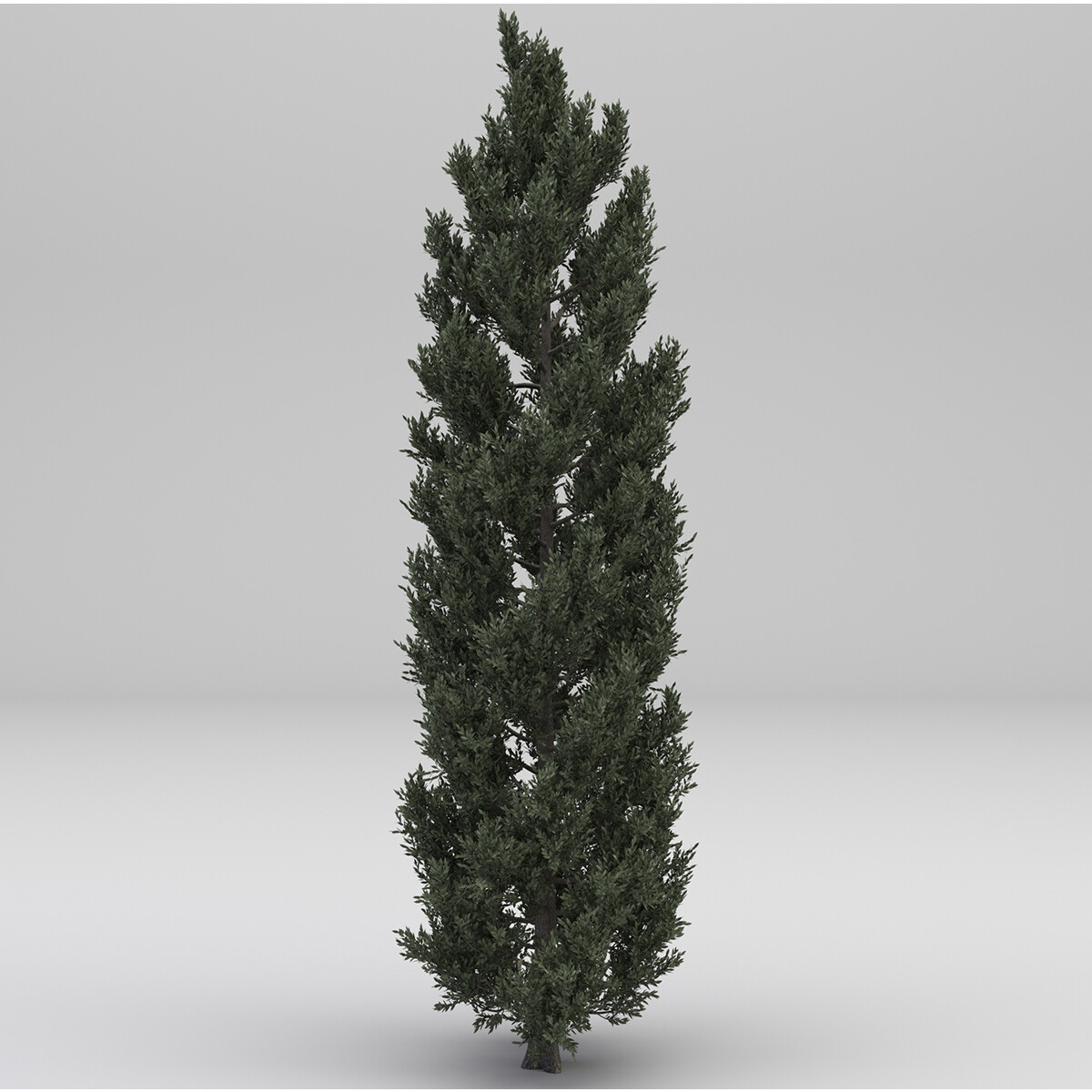 ArtStation - Tuscan Cypress Tree 3D Model