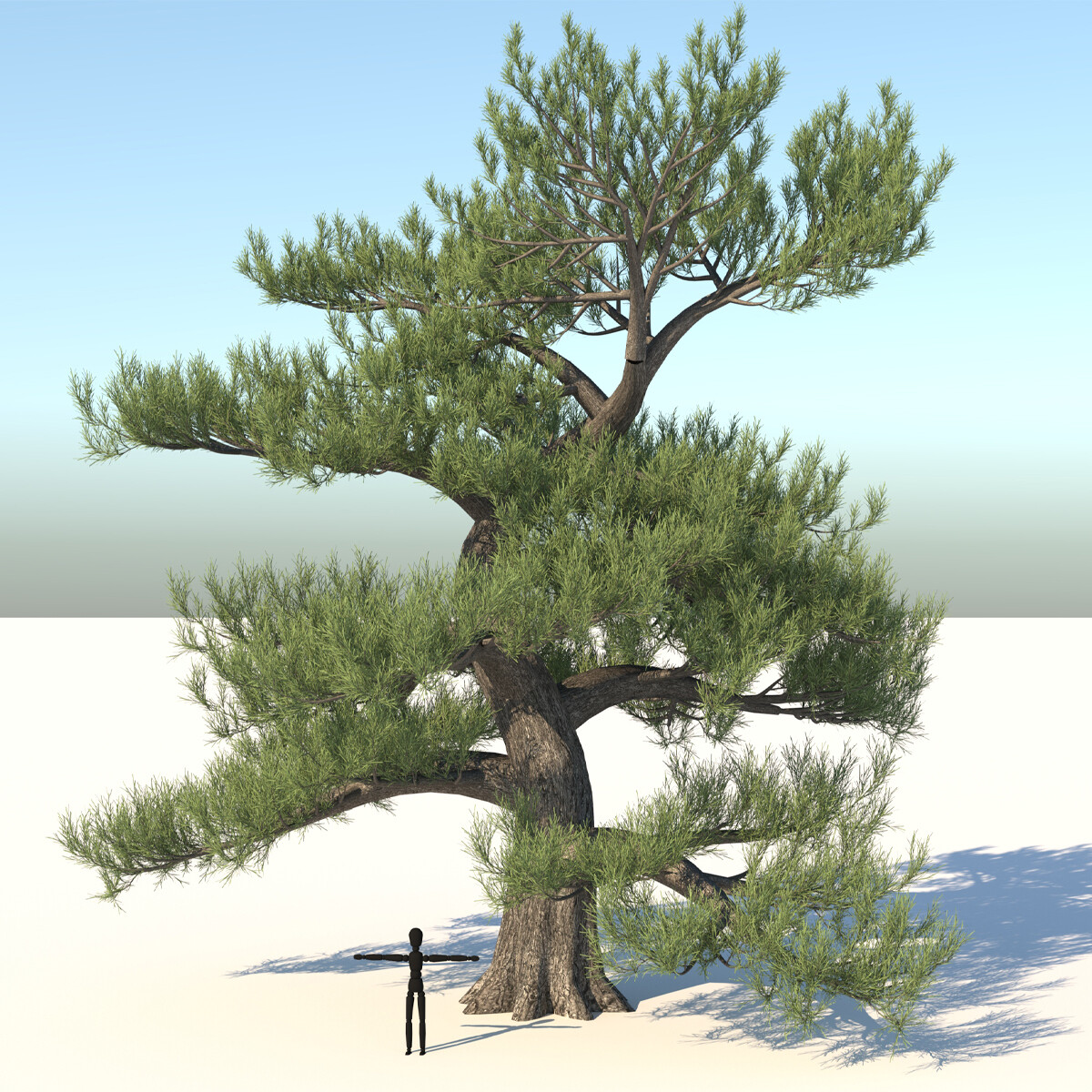 ArtStation - Japanese Pine Tree 3D Model
