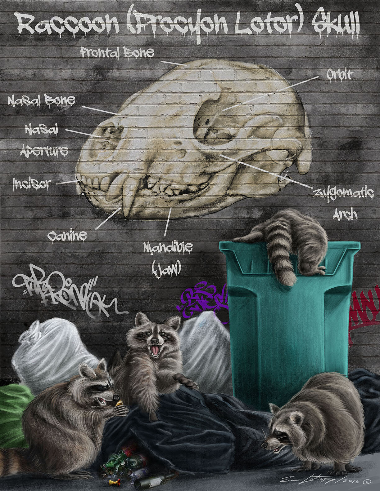 ArtStation - Raccoon Skull Infographic