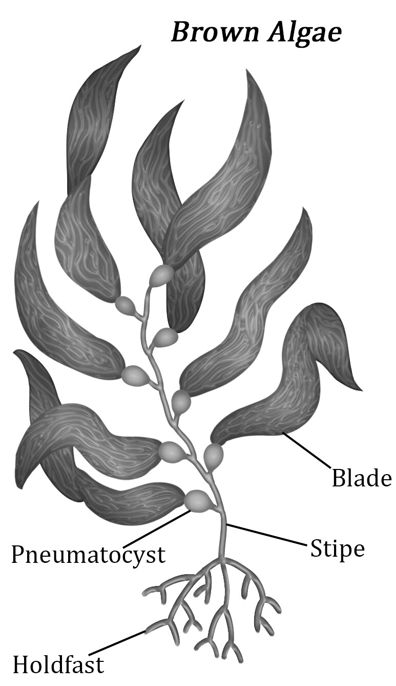 brown algae labeled