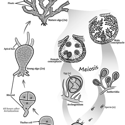 fucus life cycle