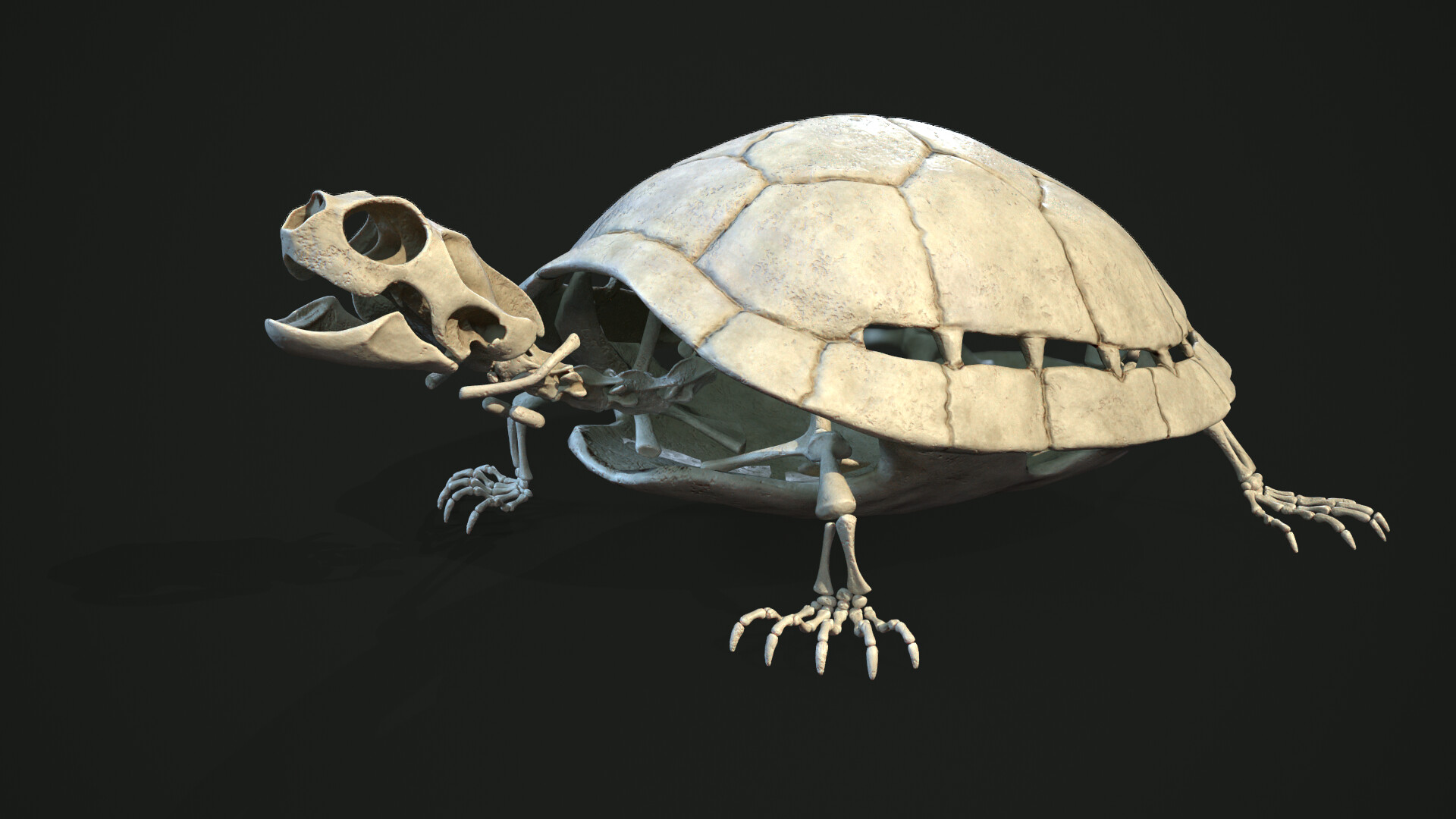 Sergey Egelsky - Skeleton of Trachemys scripta Turtle