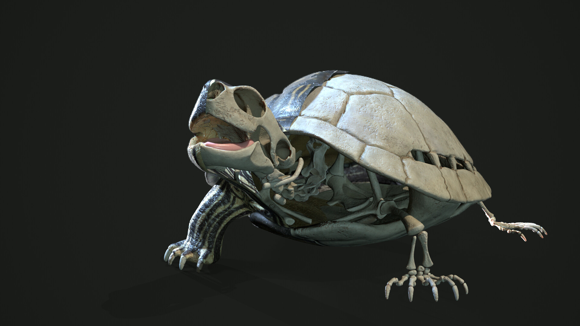 Sergey Egelsky - Skeleton of Trachemys scripta Turtle