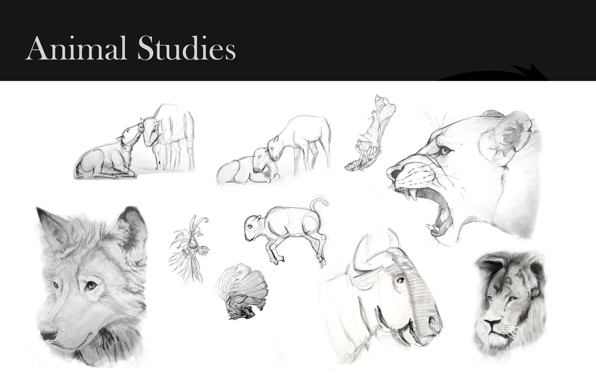 ArtStation - animal sketches
