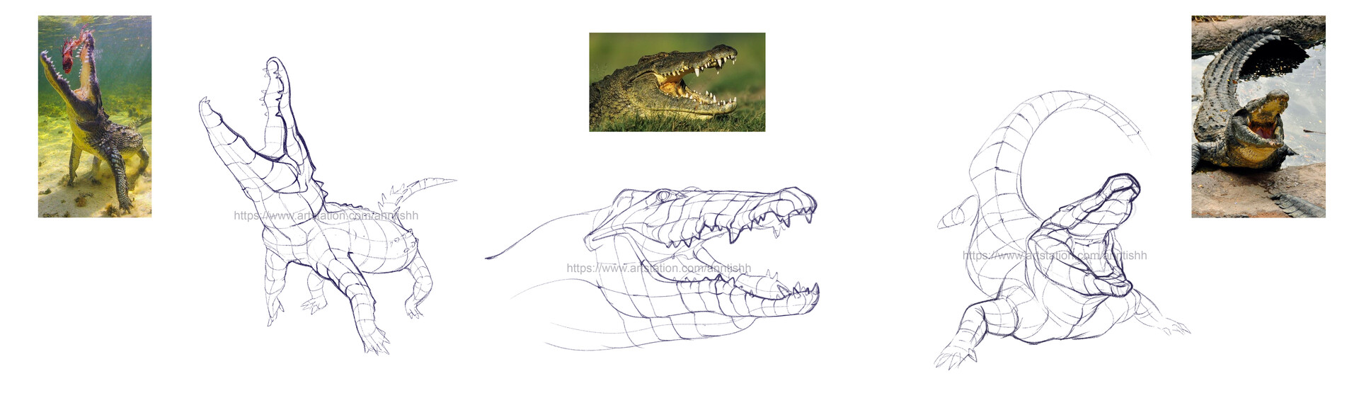 ArtStation - The crocodiles study