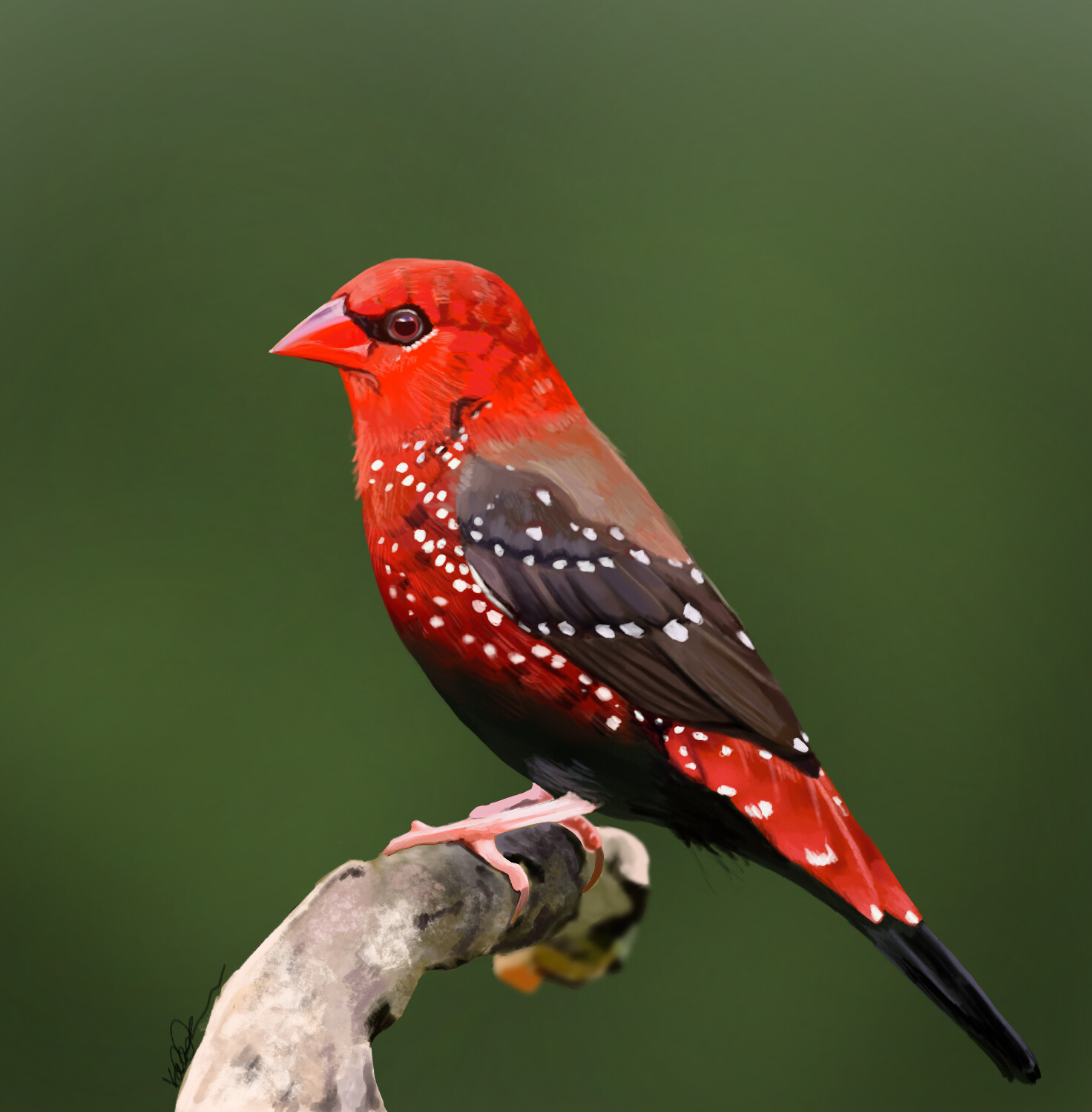 ArtStation - Strawberry Finch