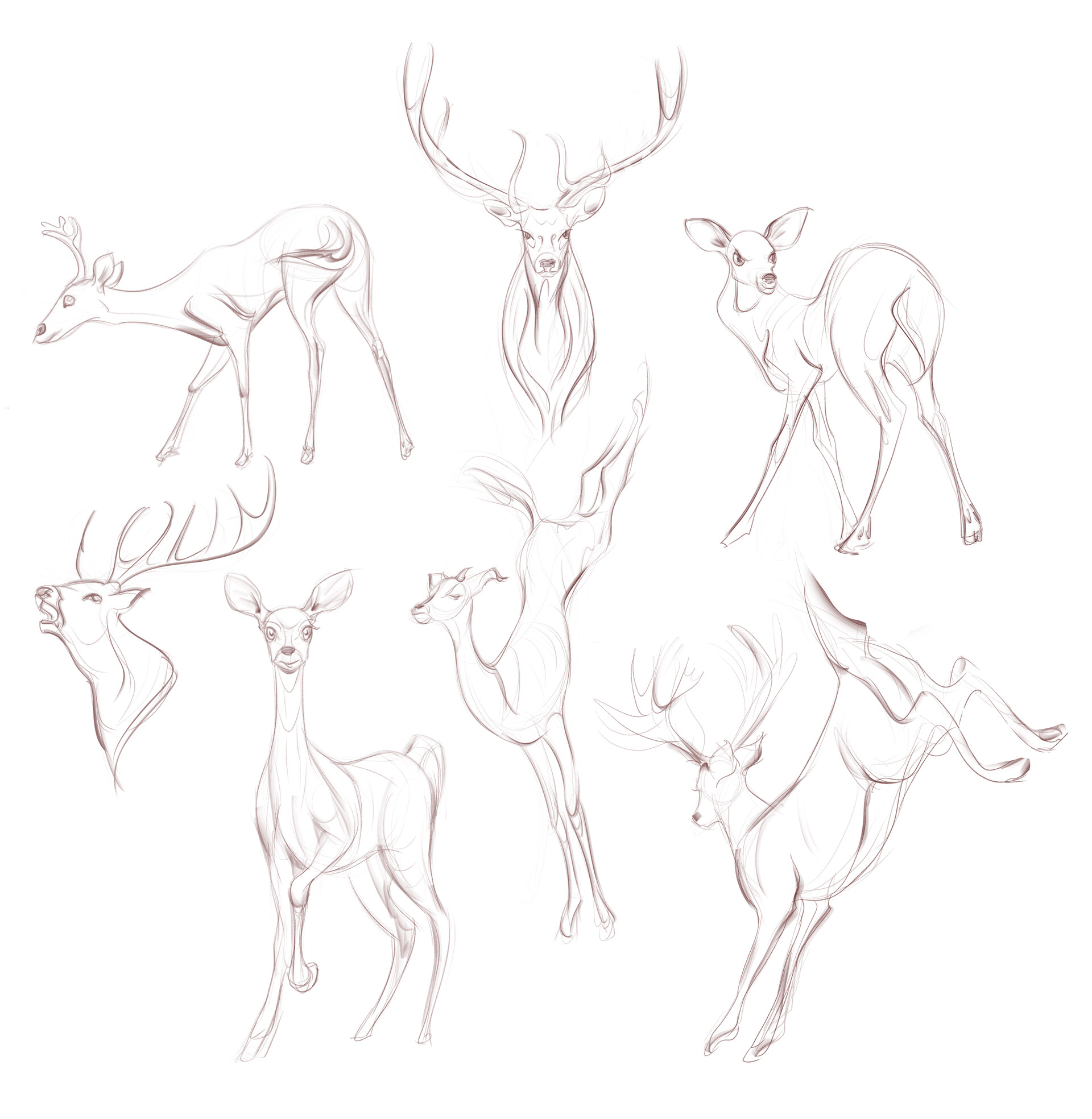 deer sketched