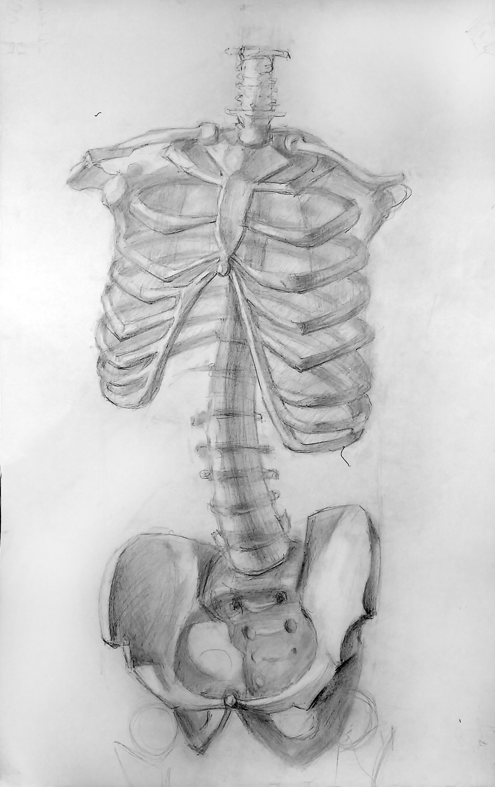 ArtStation - Skeleton Study