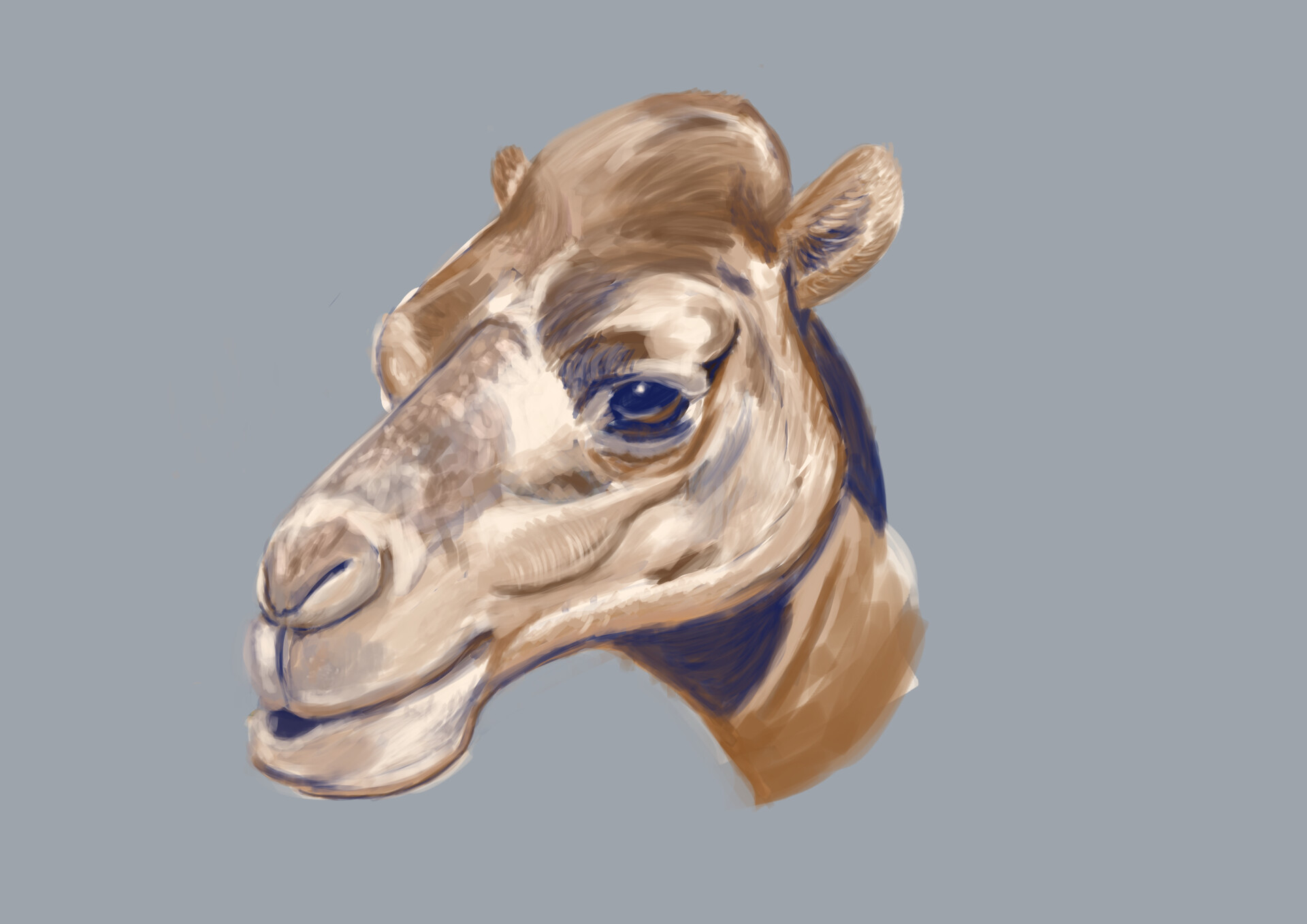 ArtStation - Camel Study
