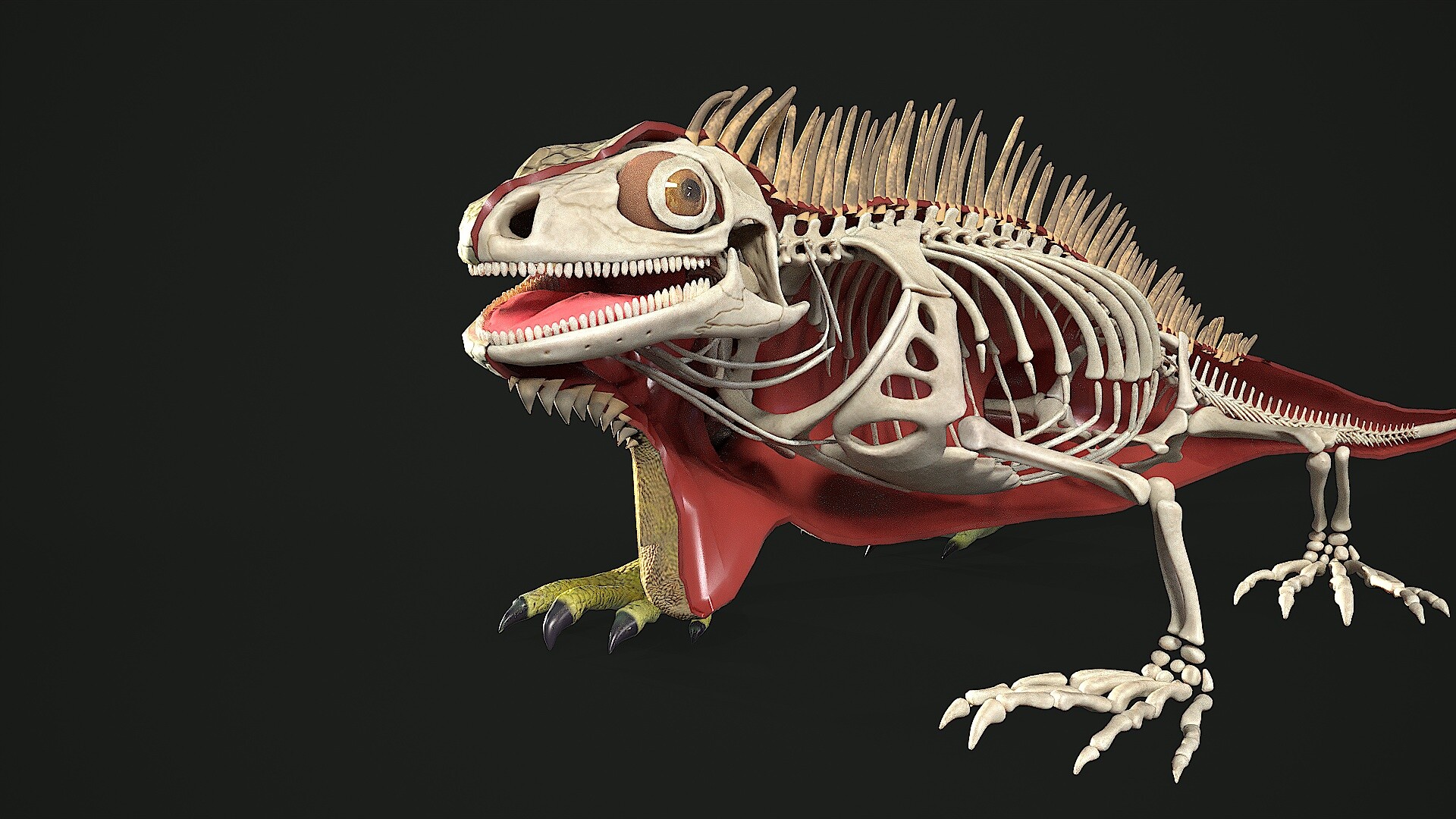 Sergey Egelsky - Iguana Skeleton