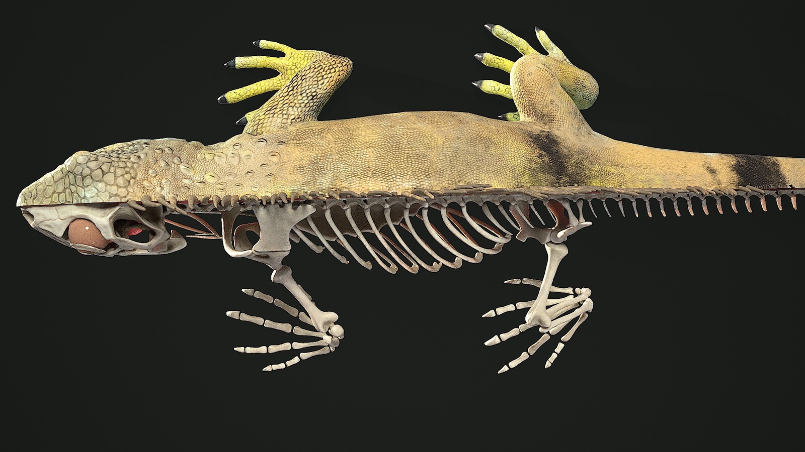 Sergey Egelsky - Iguana Skeleton