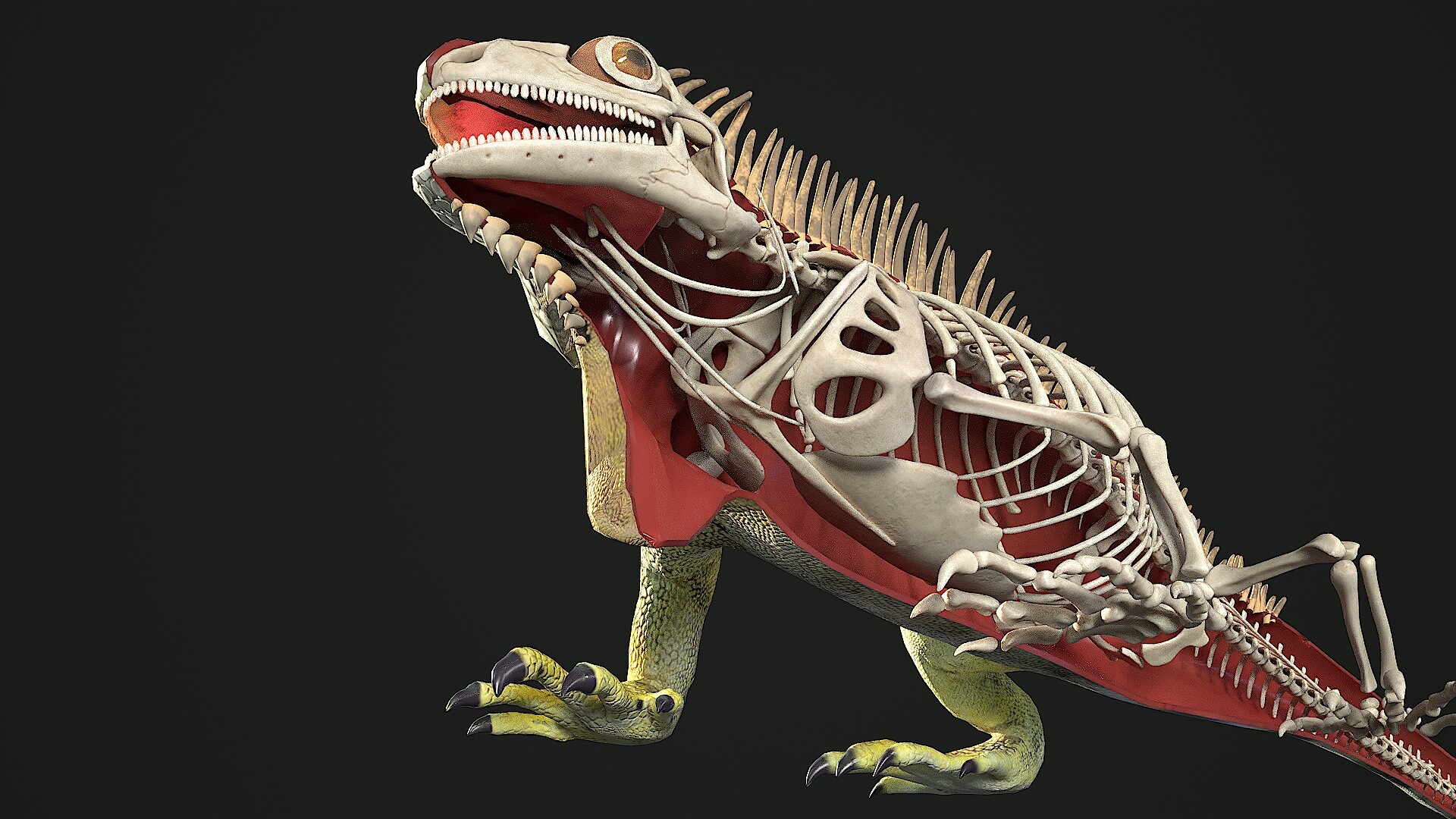 Sergey Egelsky - Iguana Skeleton