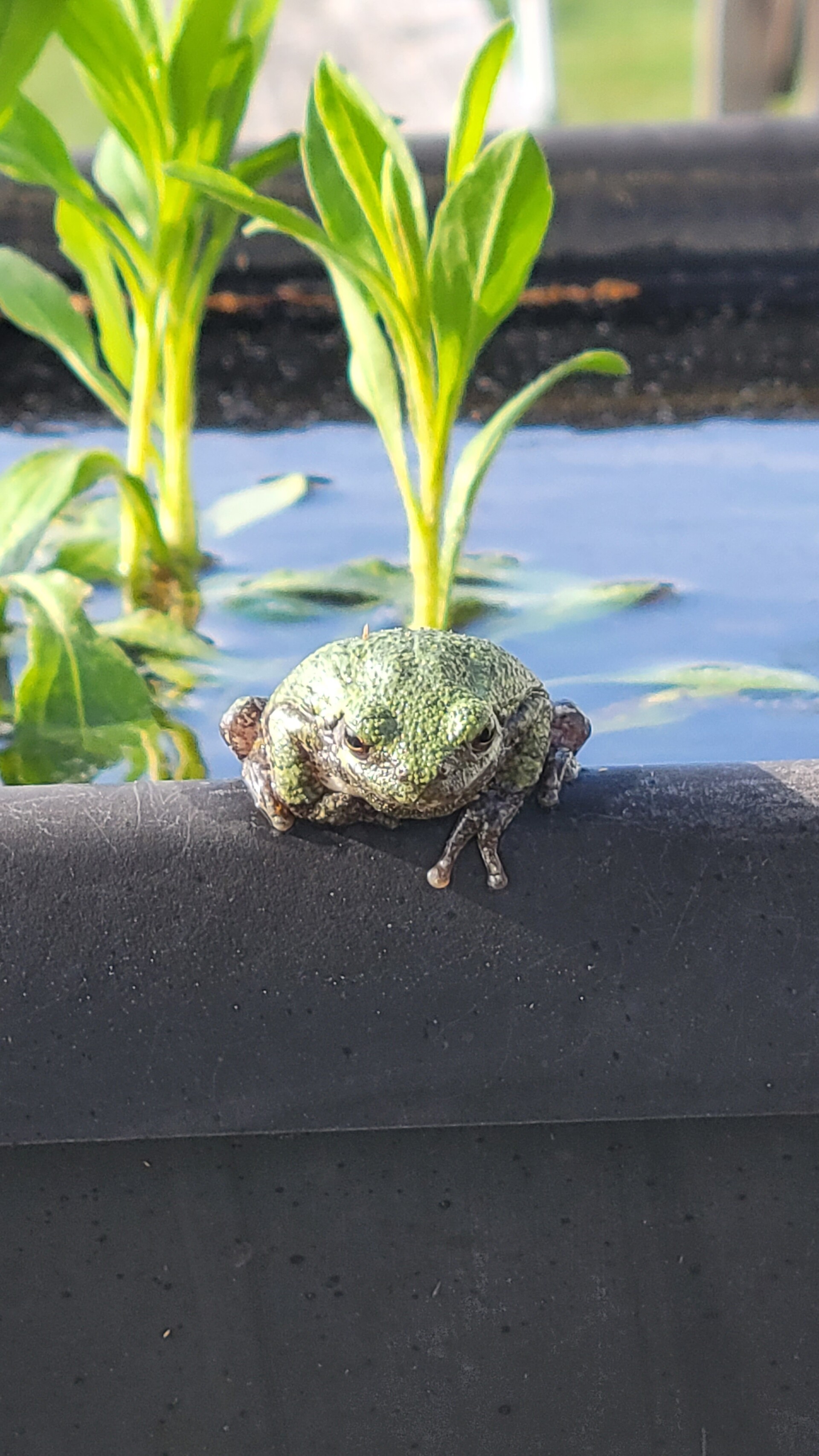 ArtStation - Frogs Galore