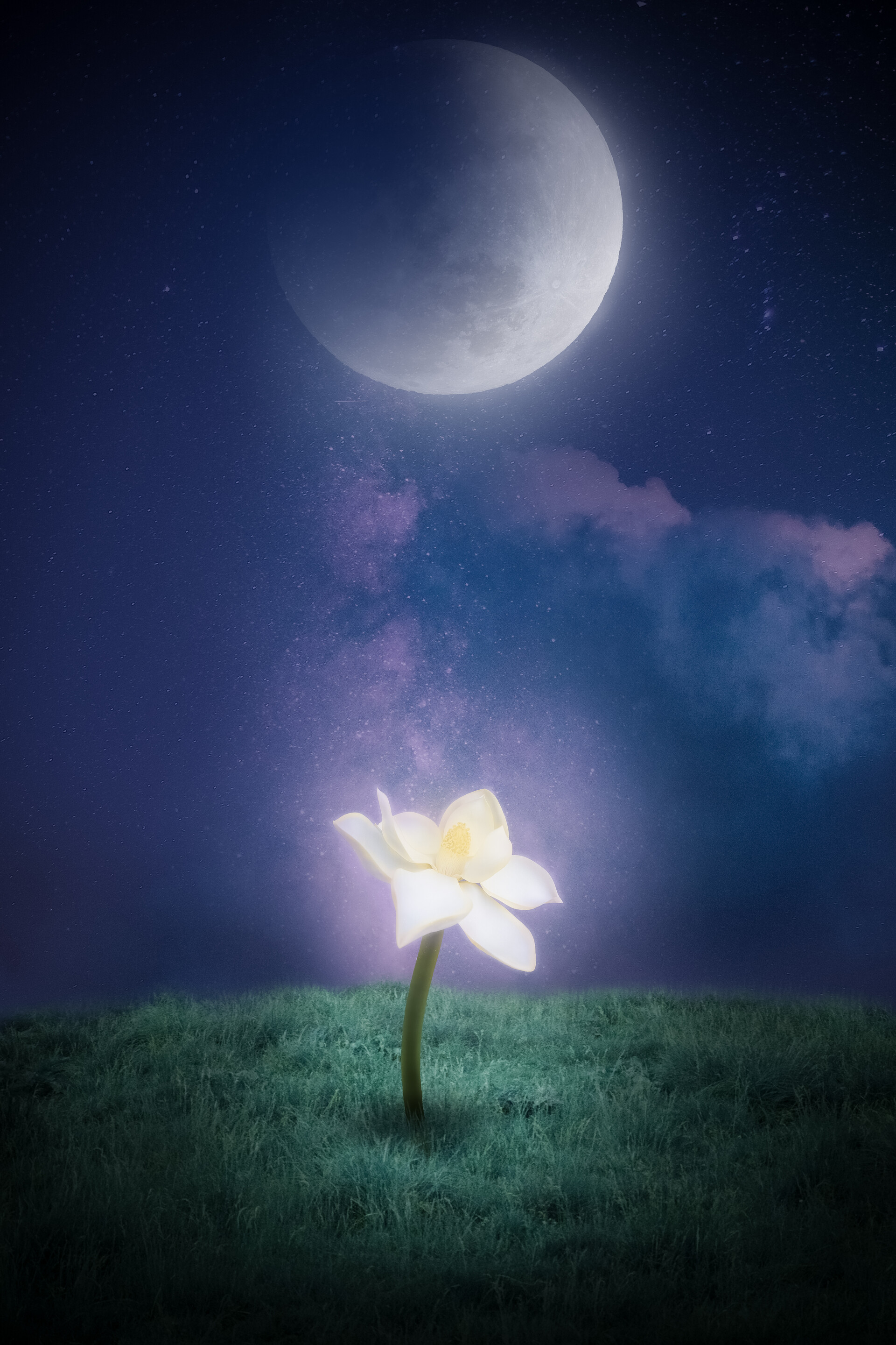 ArtStation - Moon Lily