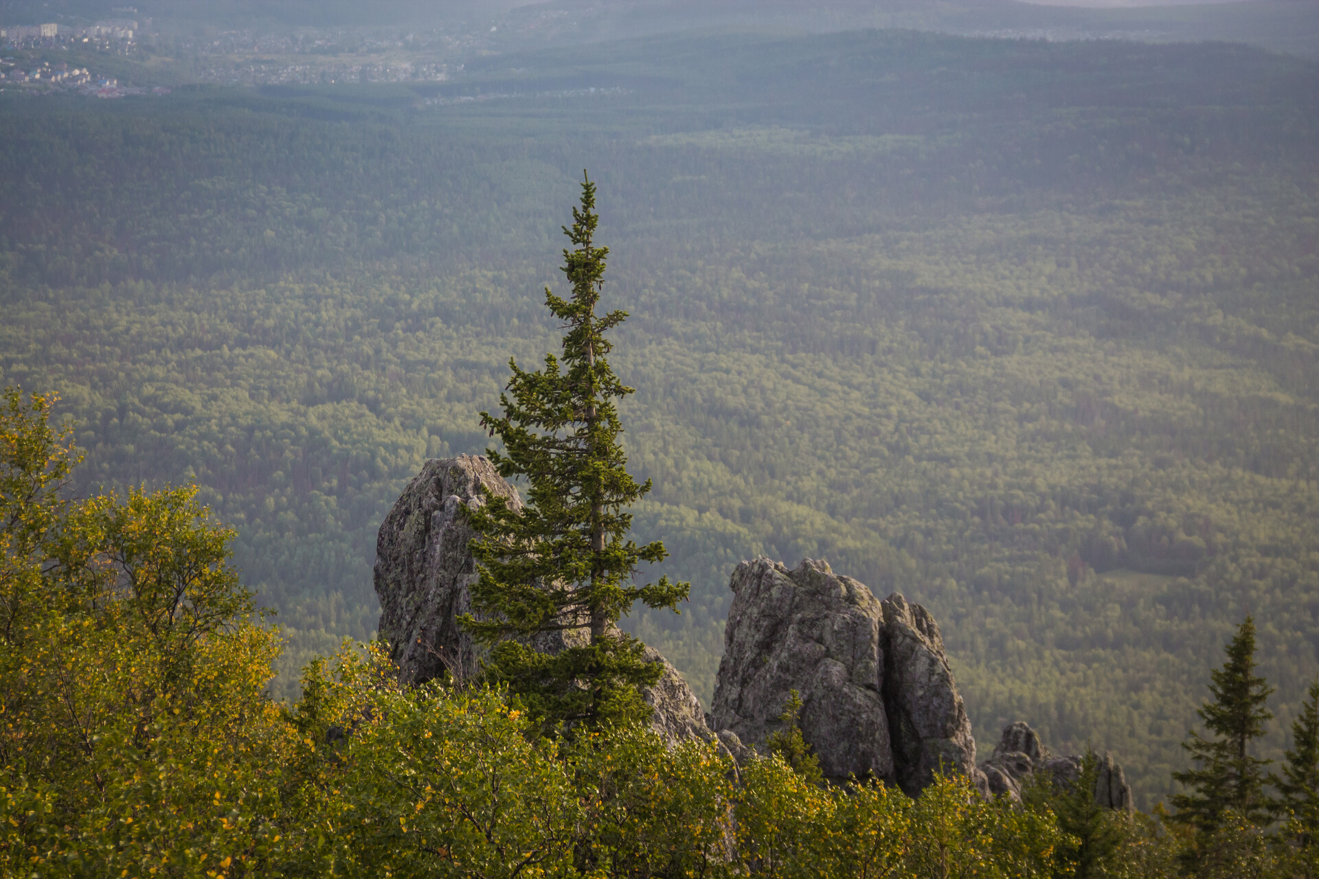 ArtStation - Одинокая ель