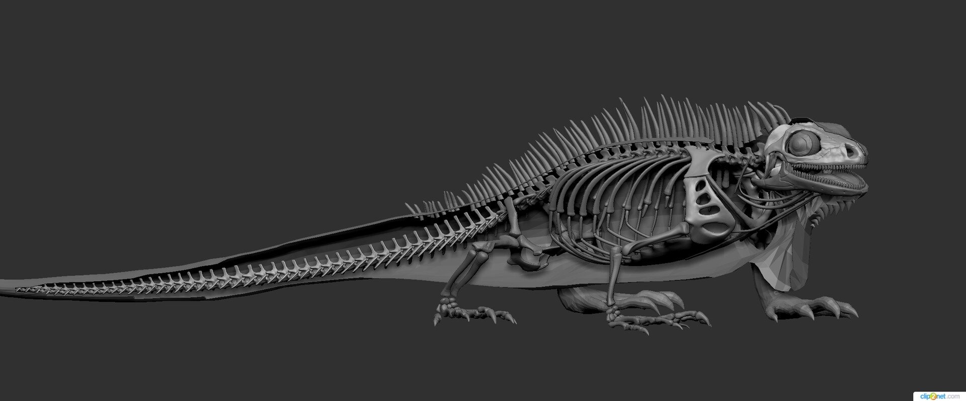 Sergey Egelsky - Iguana Skeleton