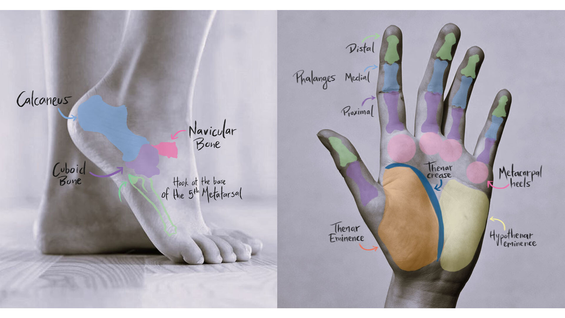 ArtStation - 06 Estudio de Referencias Musculares: Manos y Pies