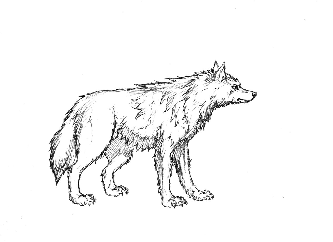 ArtStation - wolf basic concept