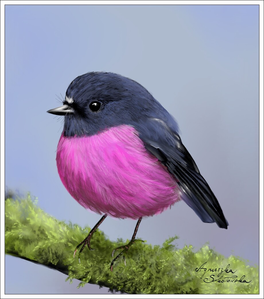 ArtStation - Pink Robin