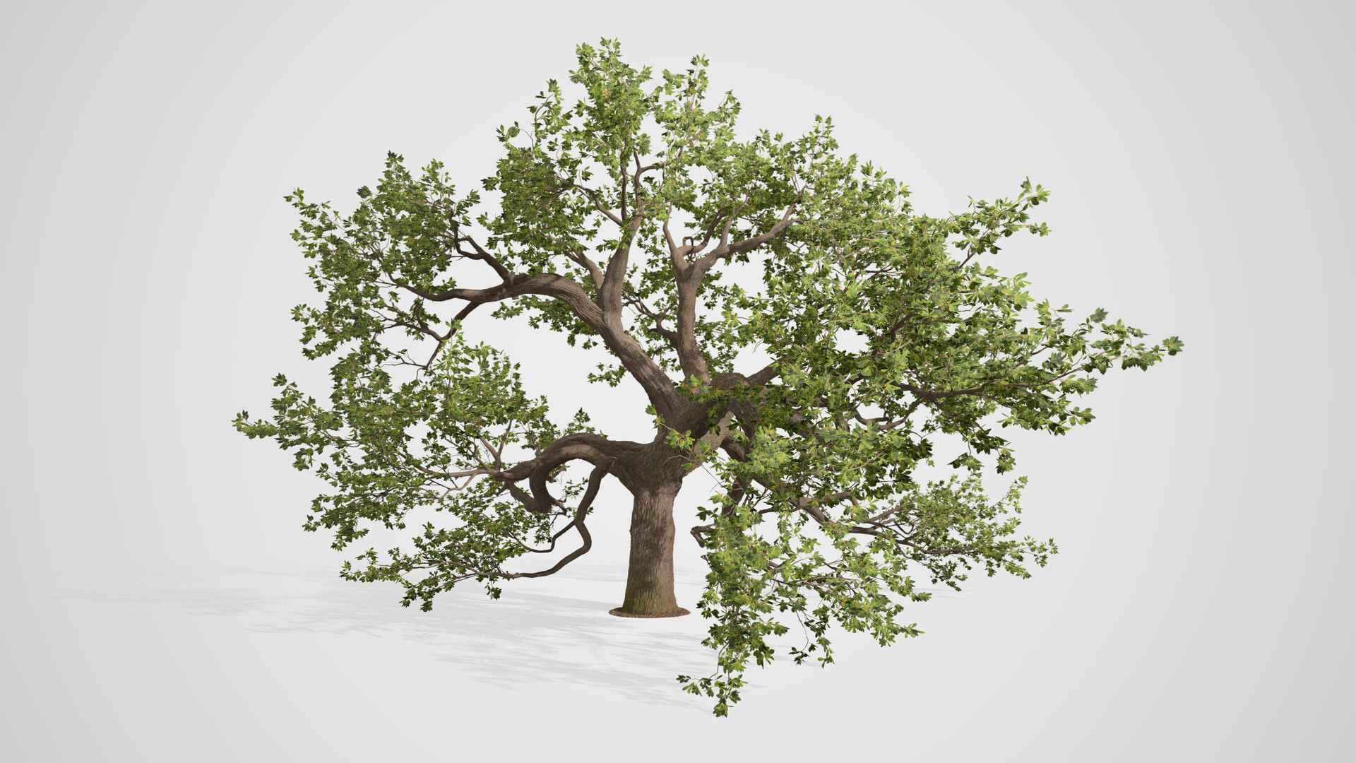 Noah Mingram - Quercus (Oak)