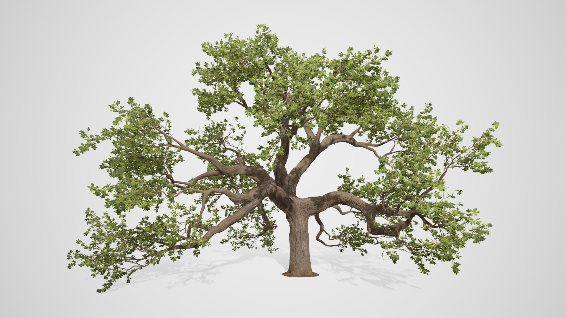 Noah Mingram - Quercus (Oak)