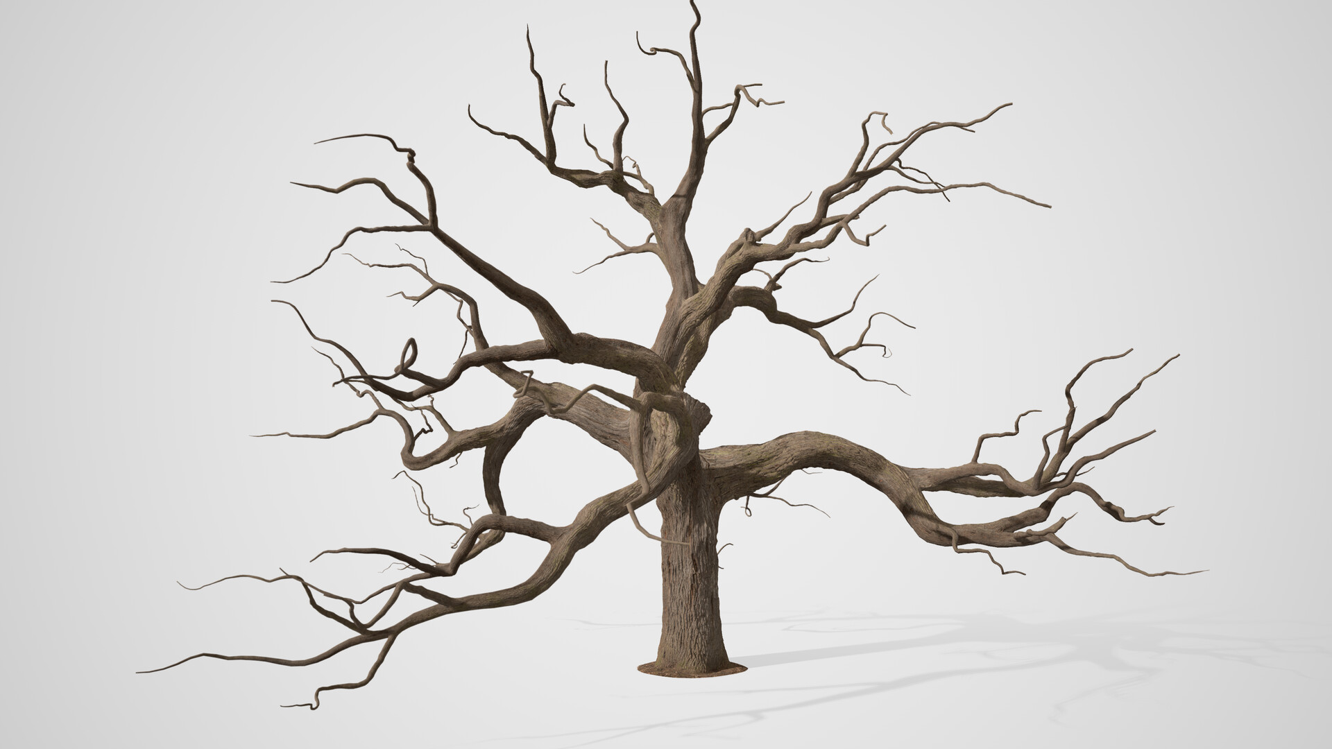 Noah Mingram - Quercus (Oak)