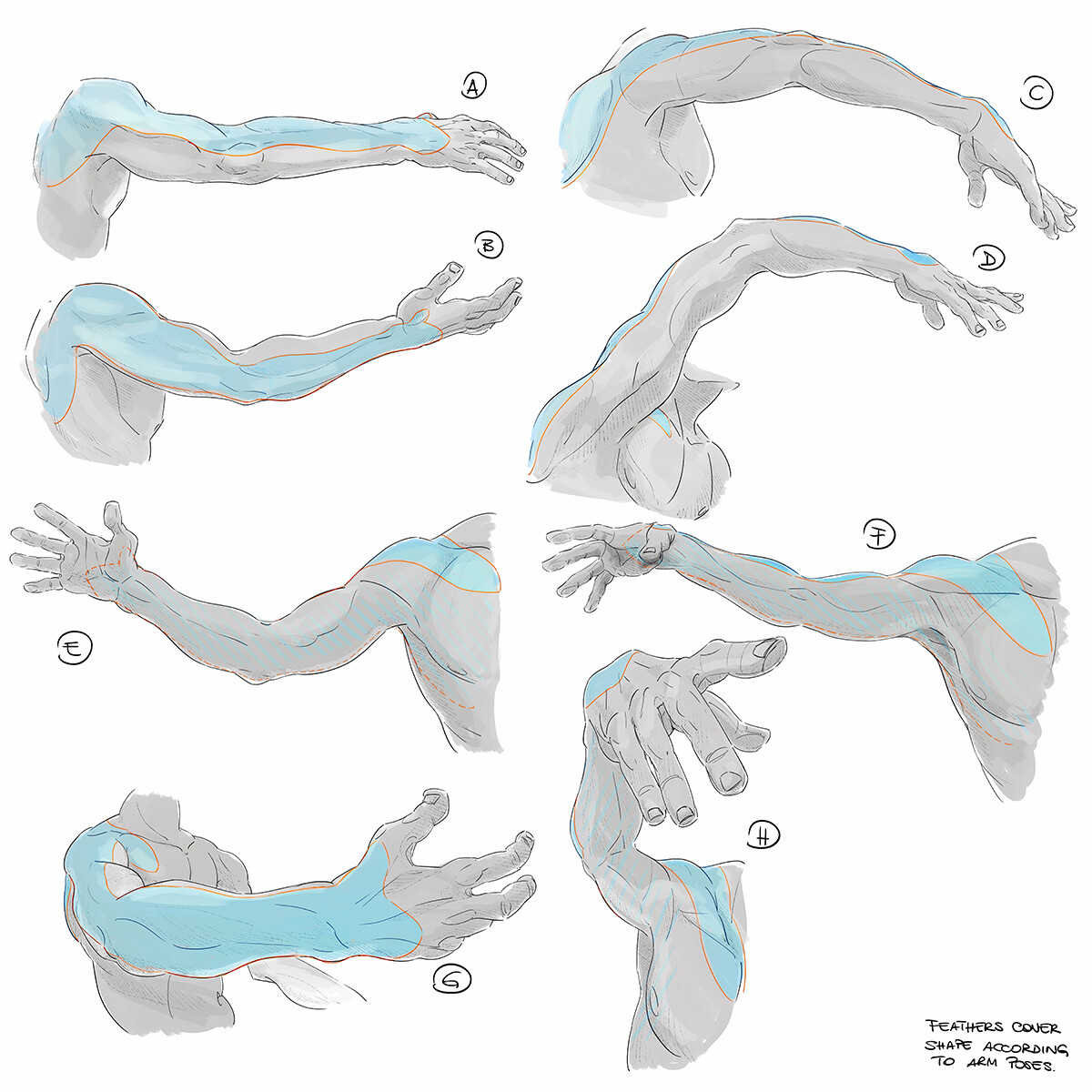 Arm Drawing Reference