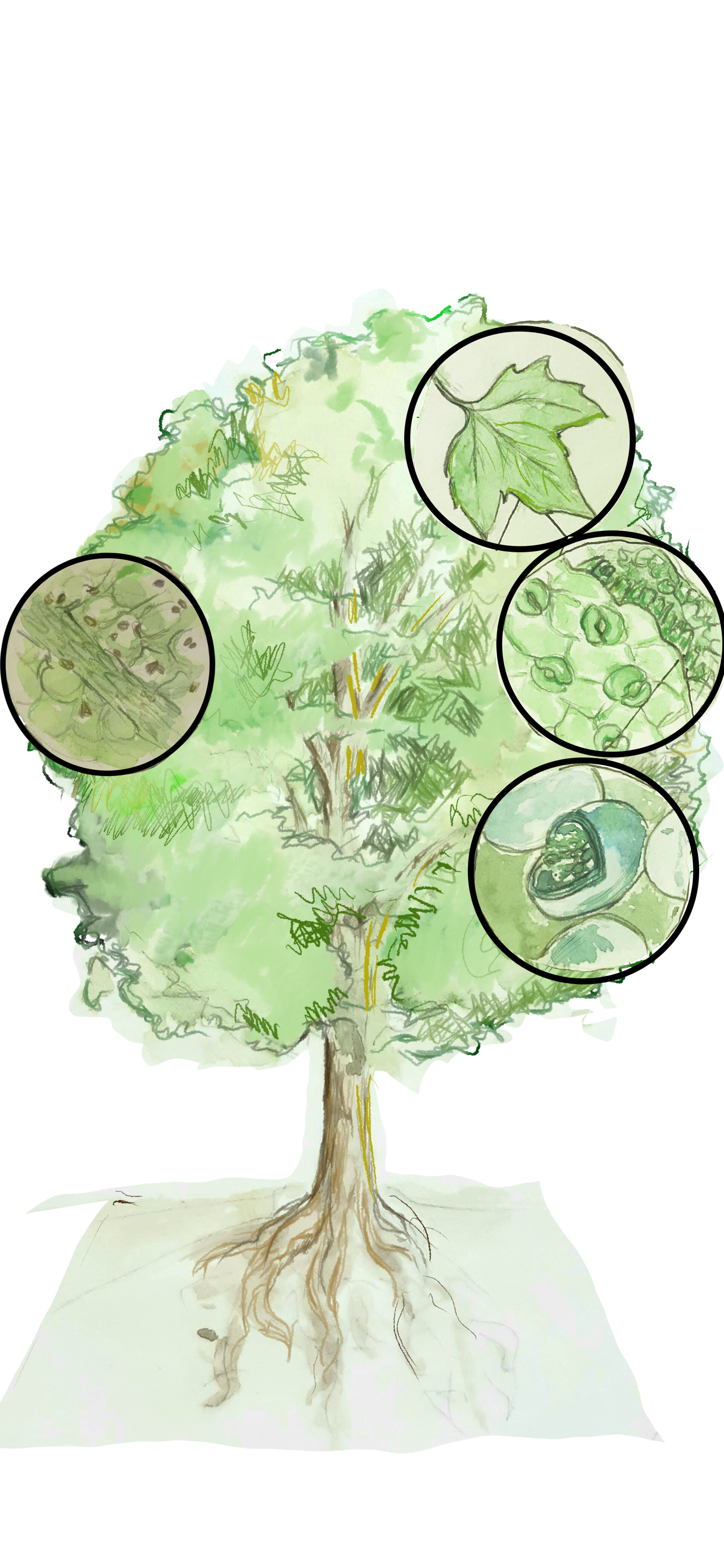 ArtStation - Tree diagram