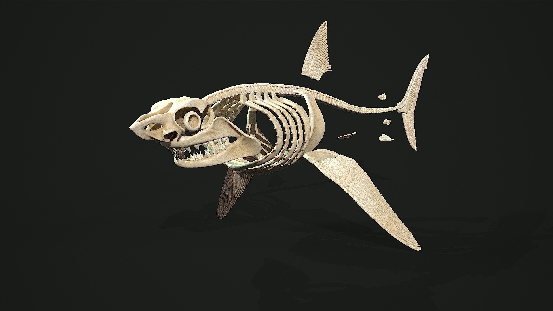 Great White Shark Skeleton Structure