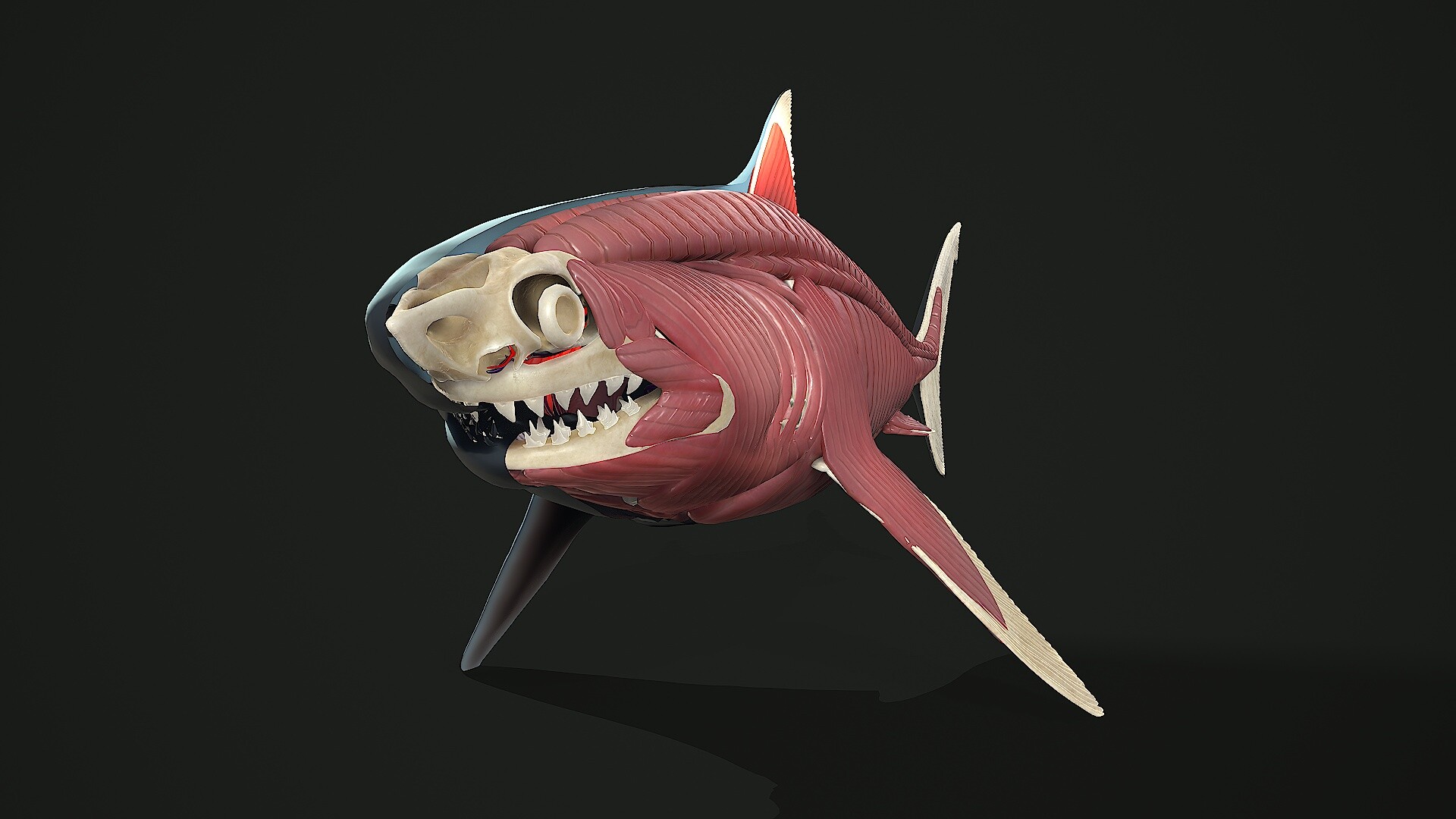 Sergey Egelsky - Shark anatomy model