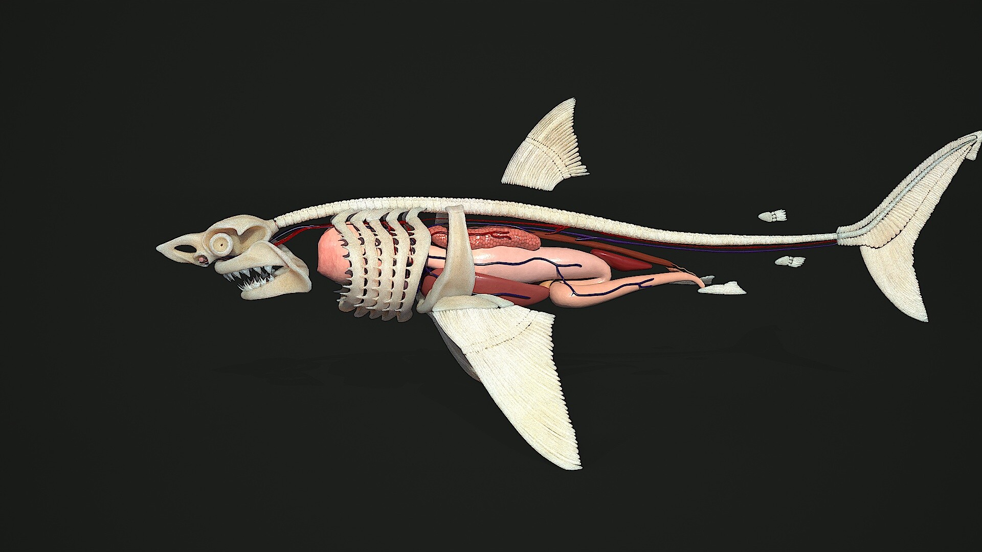 Sergey Egelsky - Shark anatomy model
