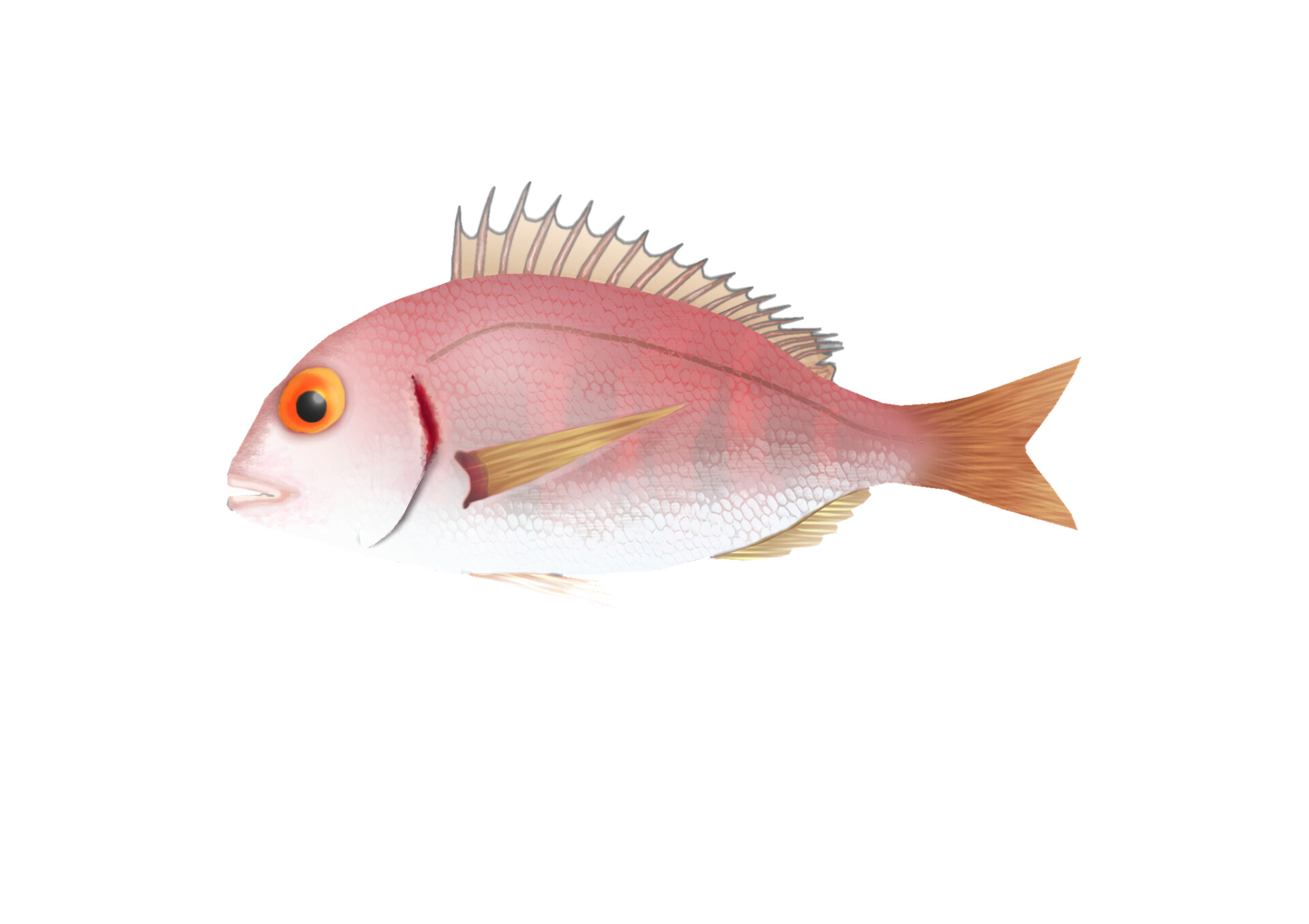 ArtStation - Common pandora Pagellus erythrinus