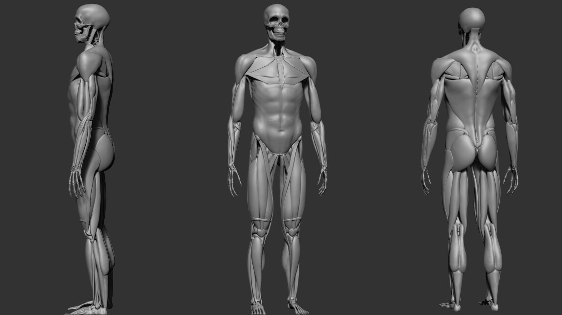 ArtStation - écorché study