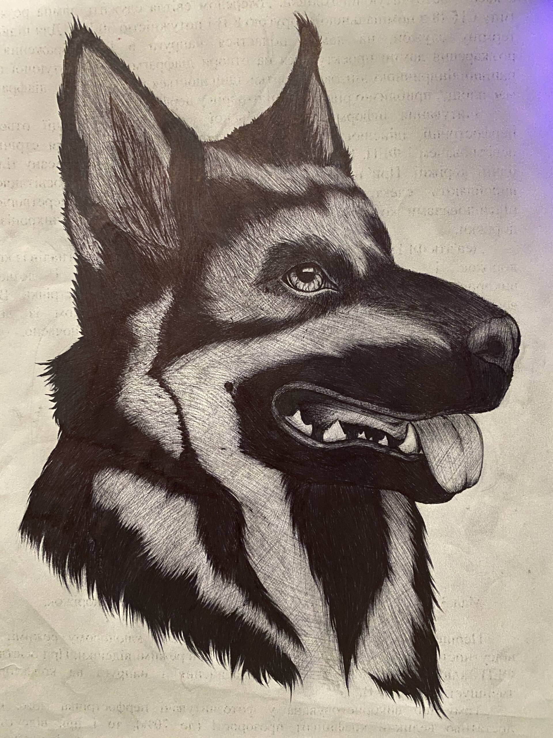 ArtStation - German Shepherd