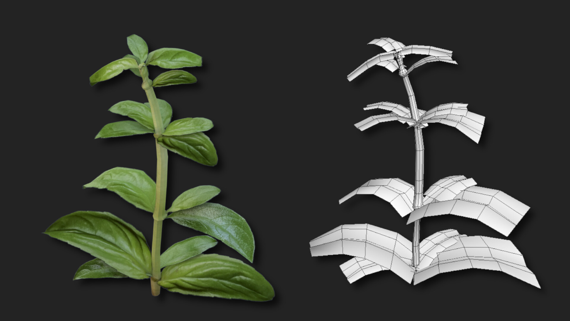 Mark Farkas - Low poly plant (Basil)
