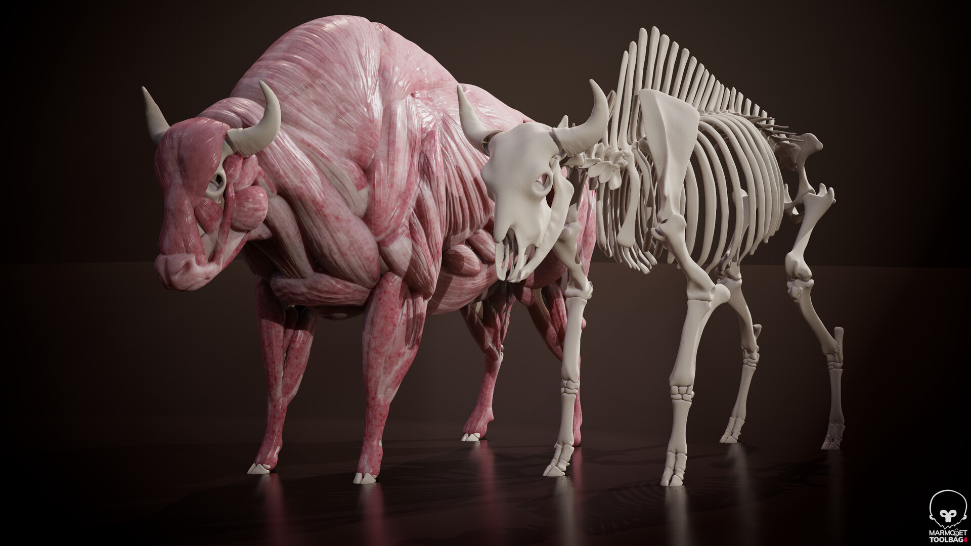 suresh - BISON ANATOMY STUDY